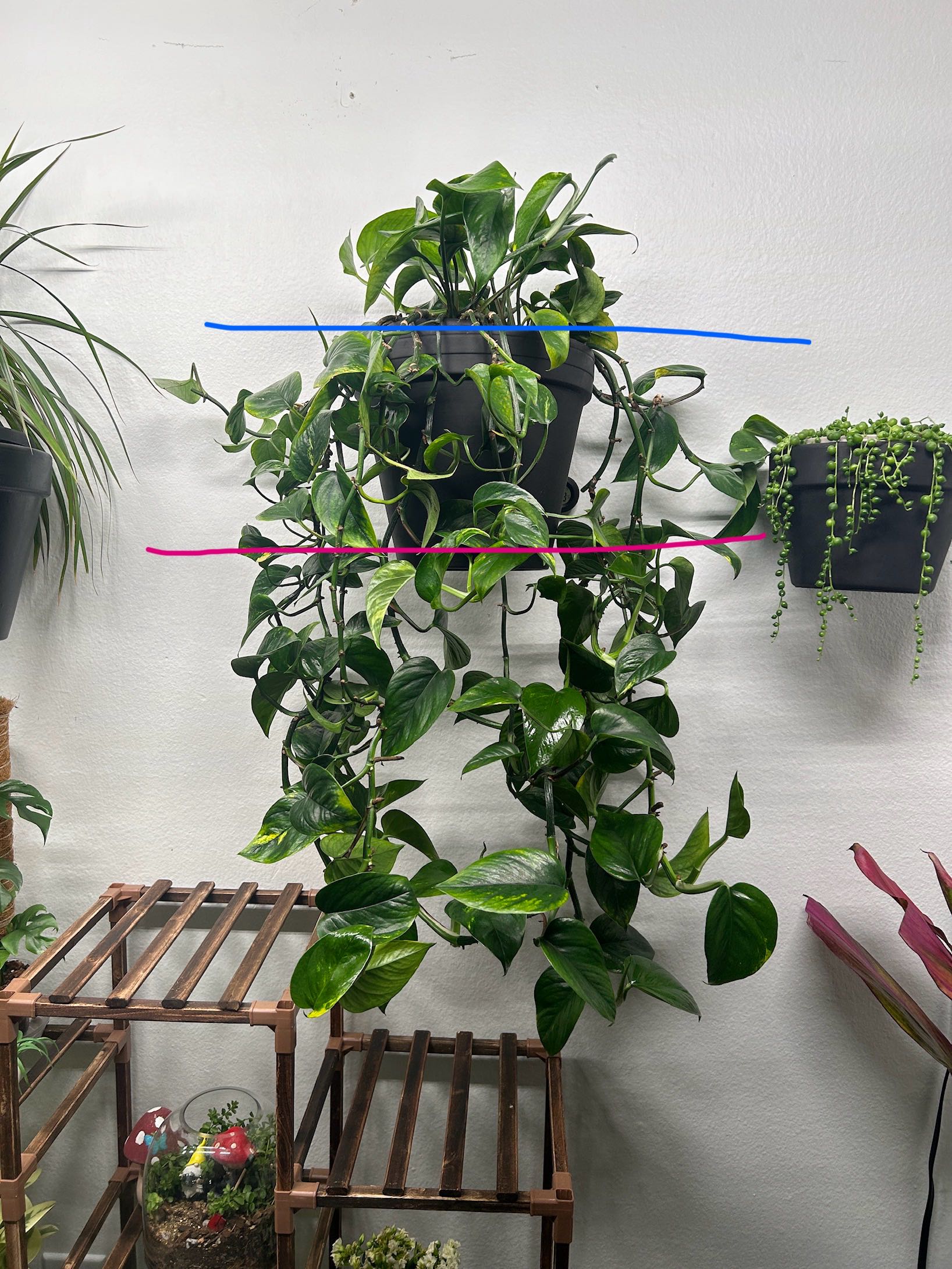 How to Care for Golden Pothos: Mastering Water, Sunlight & More