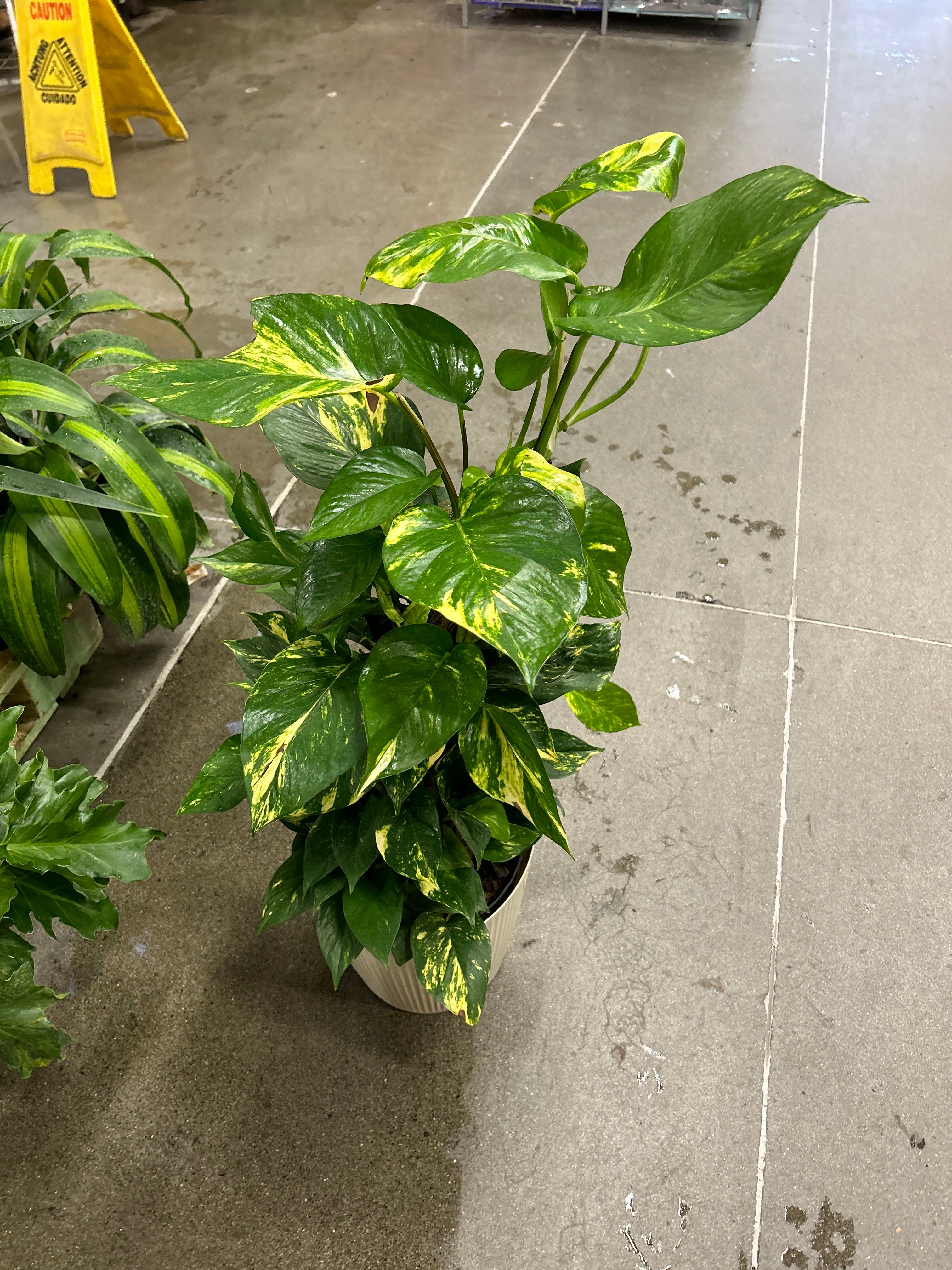 Golden Pothos: How Much Water & Light Does it Need to Thrive?