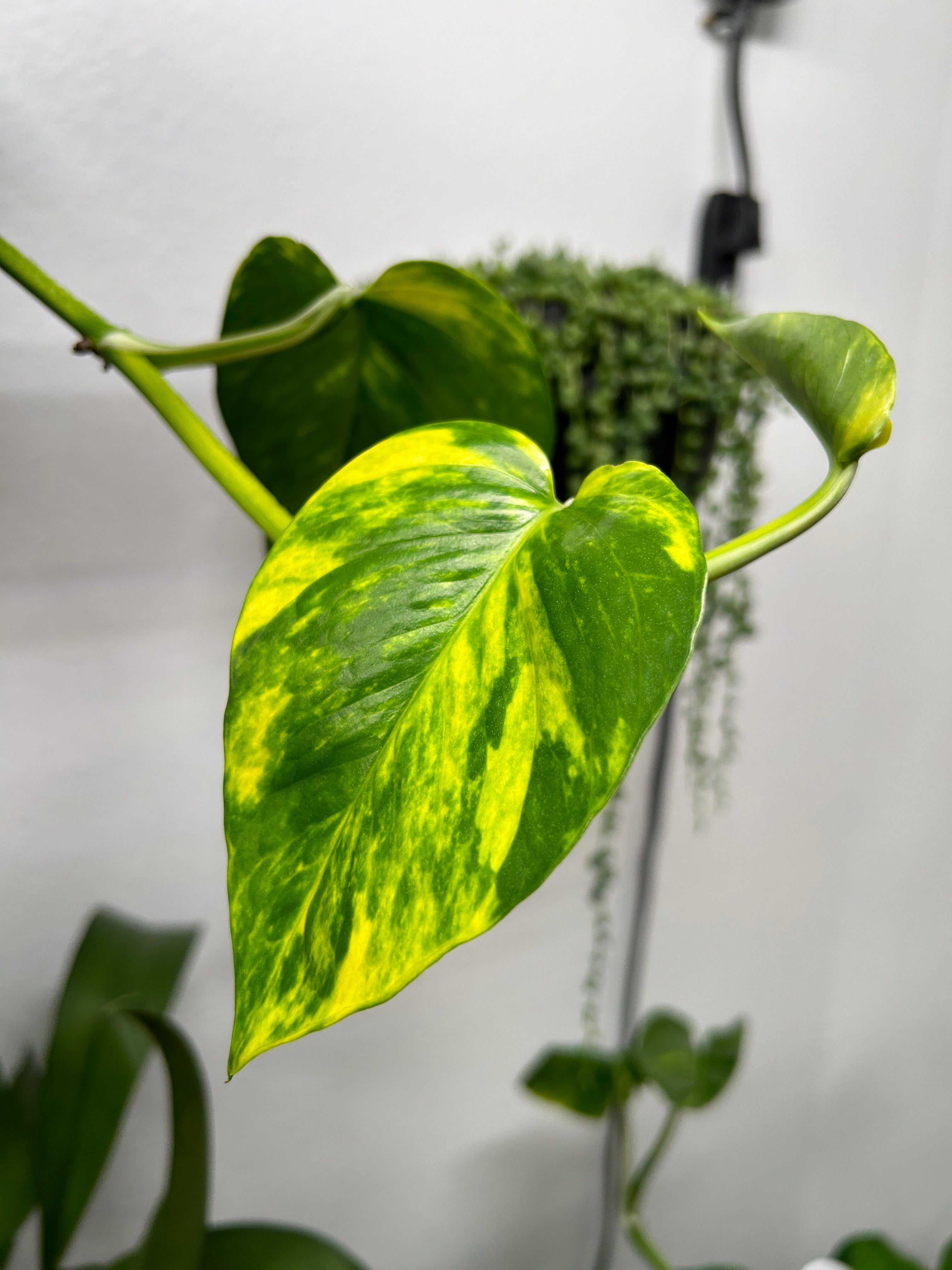 How to Care for Golden Pothos: Mastering Water, Sunlight & More