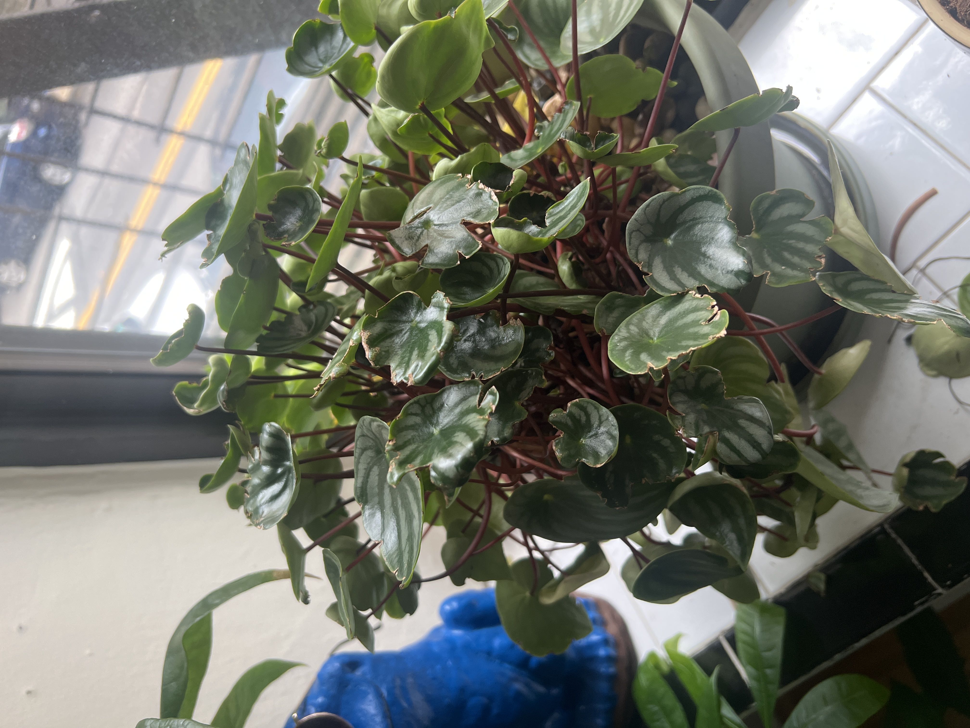 Peperomia 'Amigo Marcello' Plant Care: Water, Light, Nutrients | Greg App 🌱