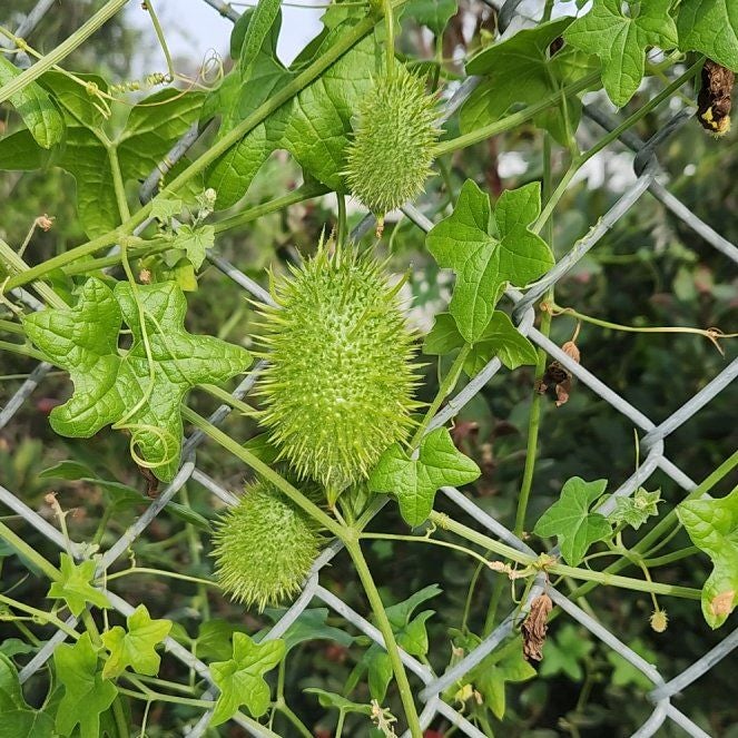 Propagating My Wild Cucumber: Step-by-Step Guide