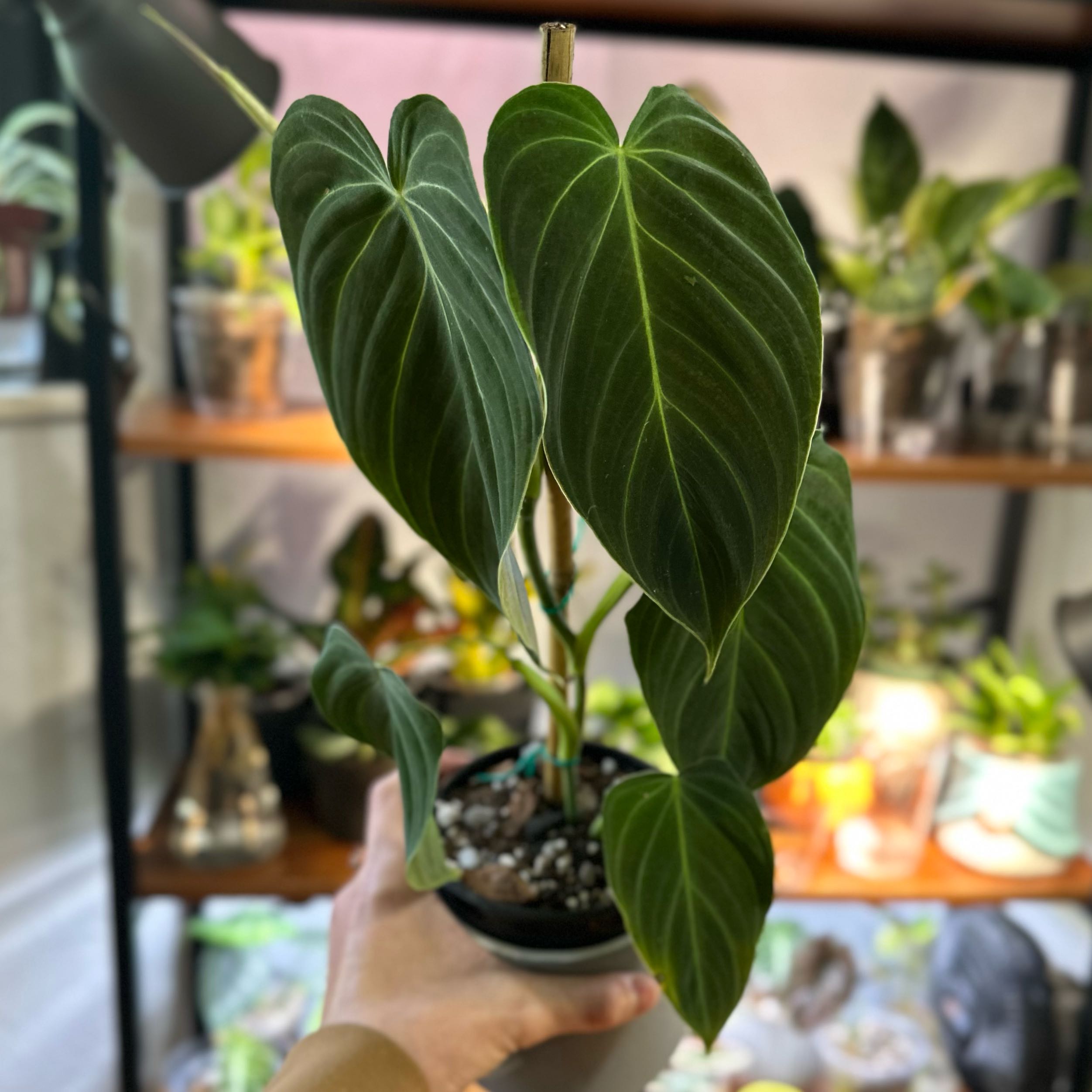 Why Are My Philodendron Splendid Leaves Falling Over?