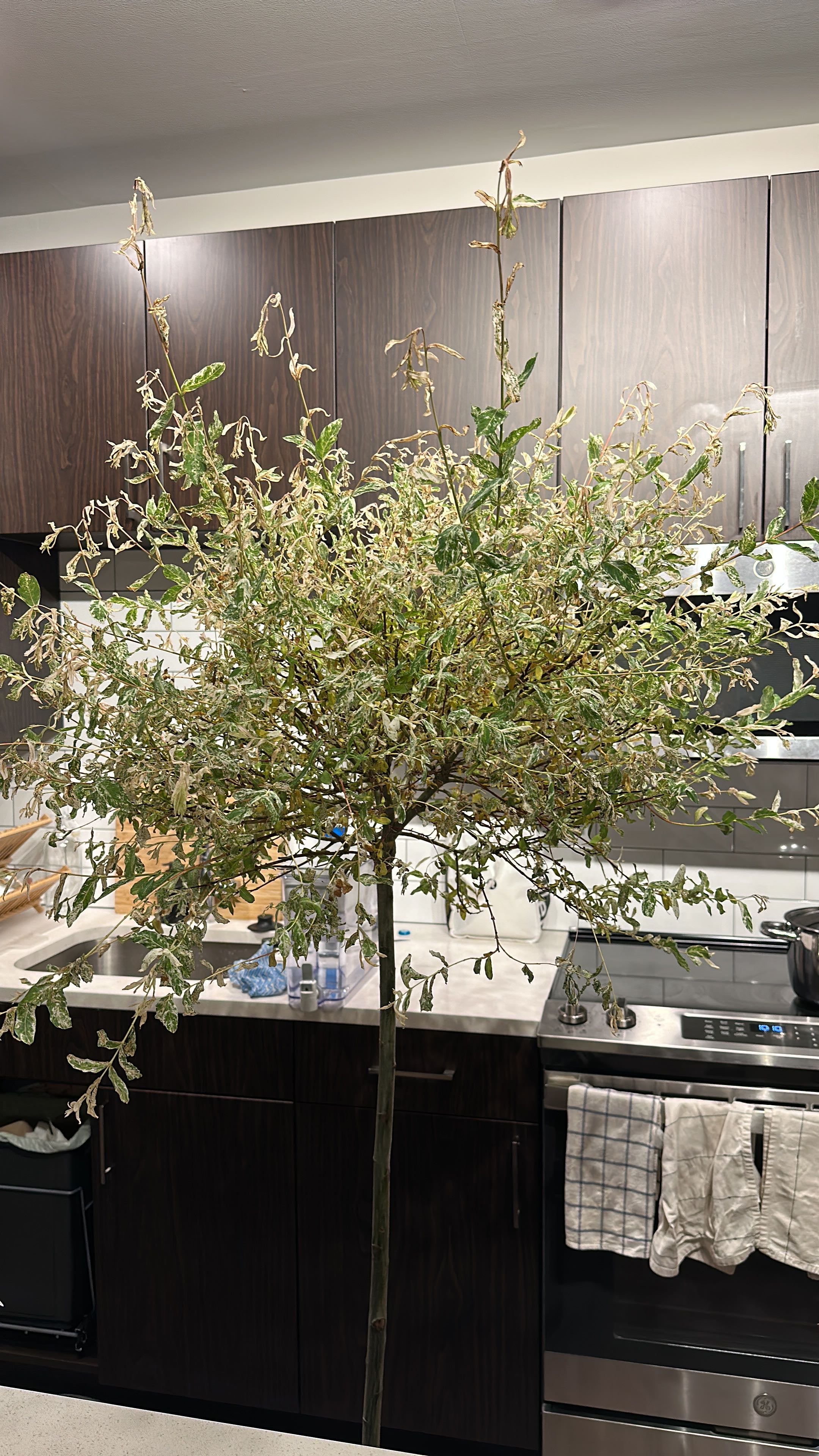 🔍 Ultimate Guide to Solving Dappled Willow Problems