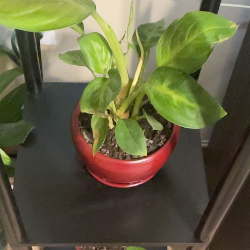 Xena | A plant by @ProphetHorminum on Greg
