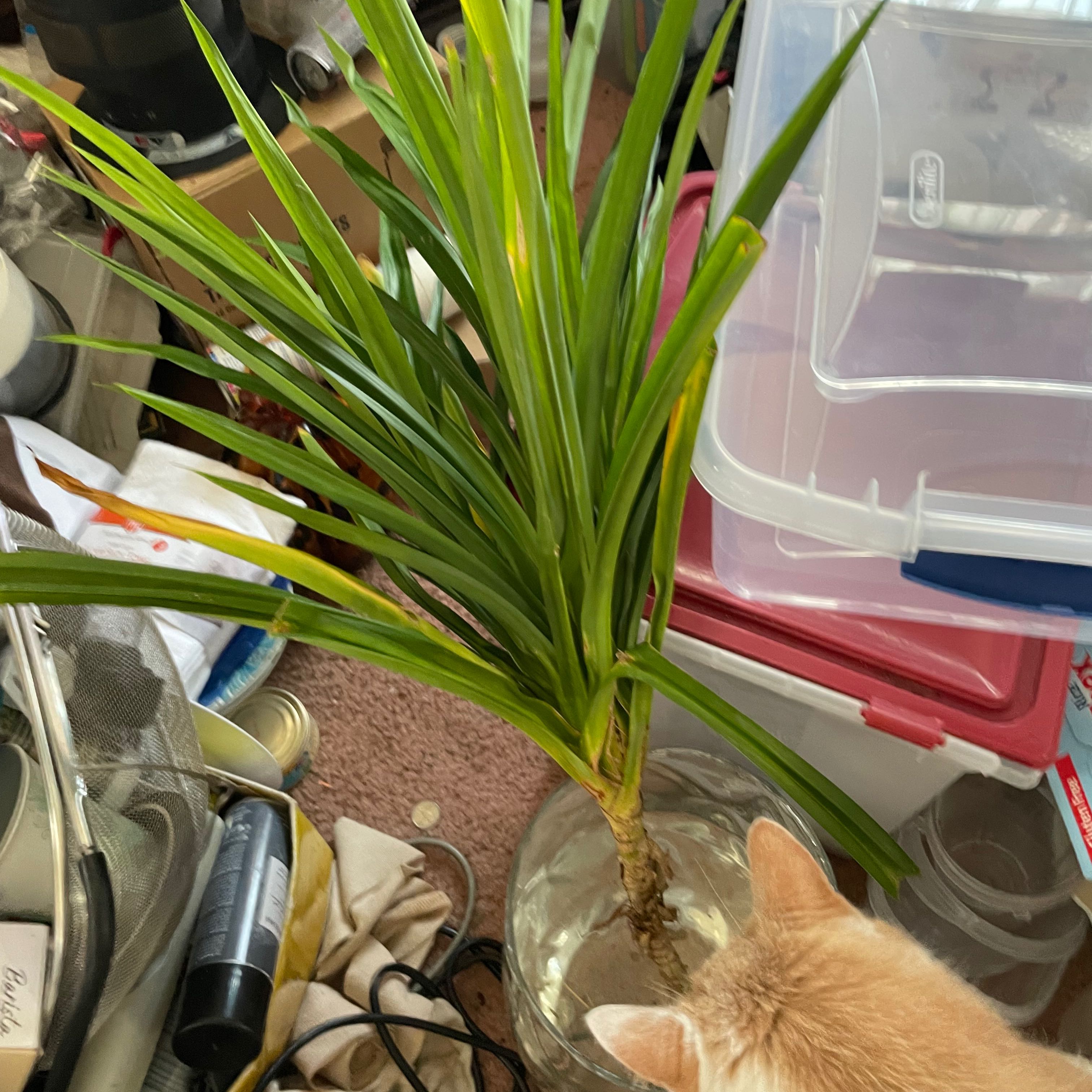 How to Fertilize Your Pandan