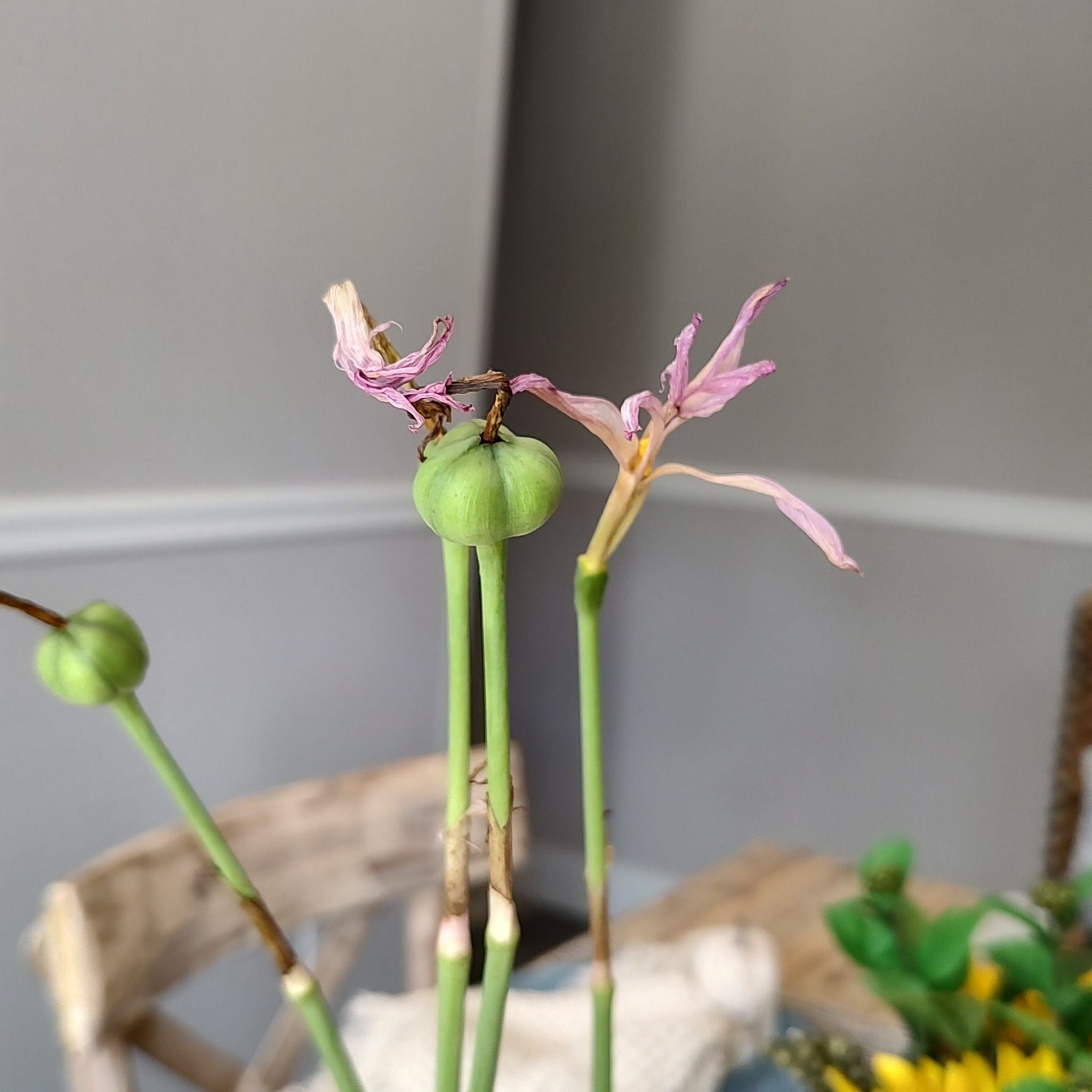 How to Prune Society Garlic