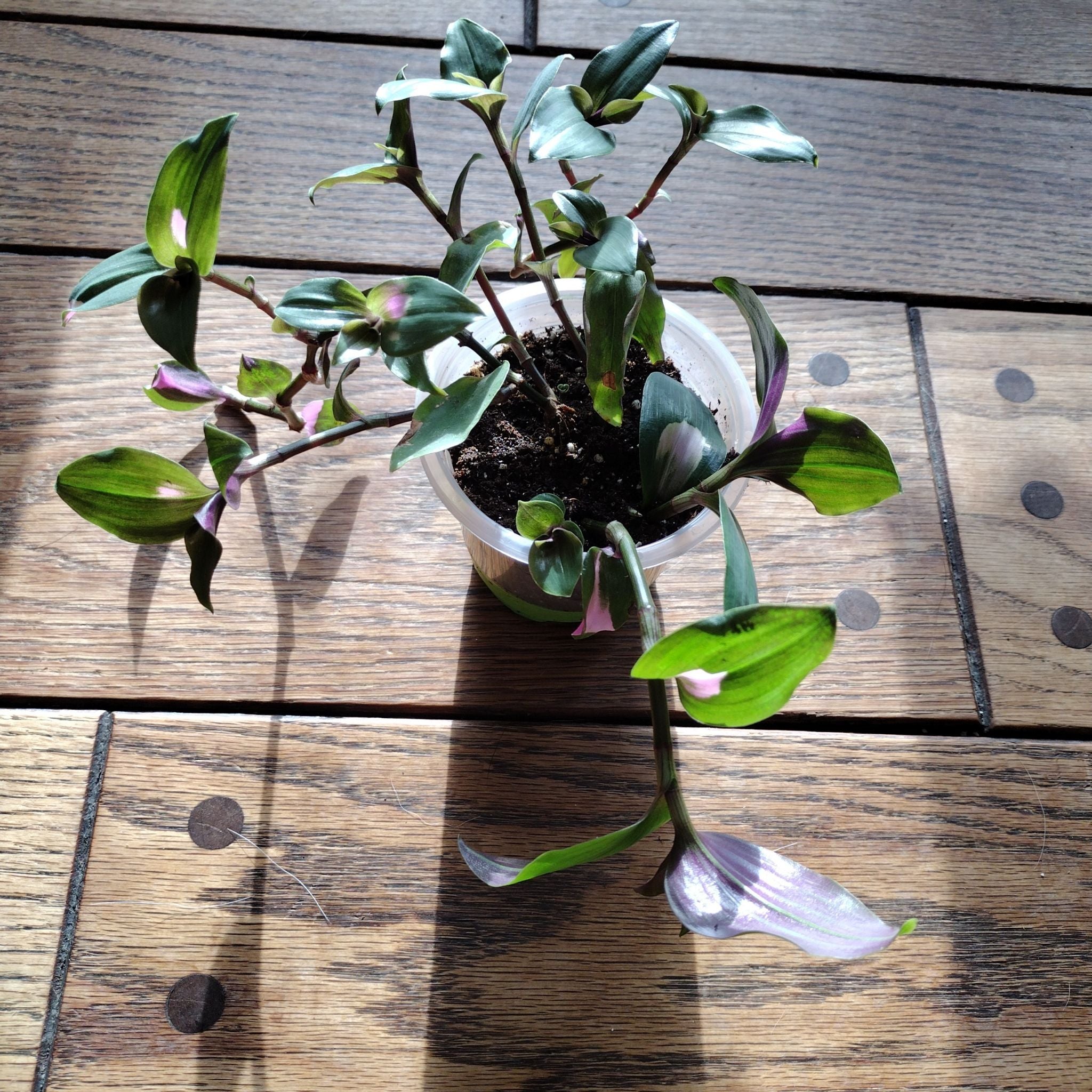 🥰 Why Are My Tradescantia Blushing Bride Leaves Droopy?