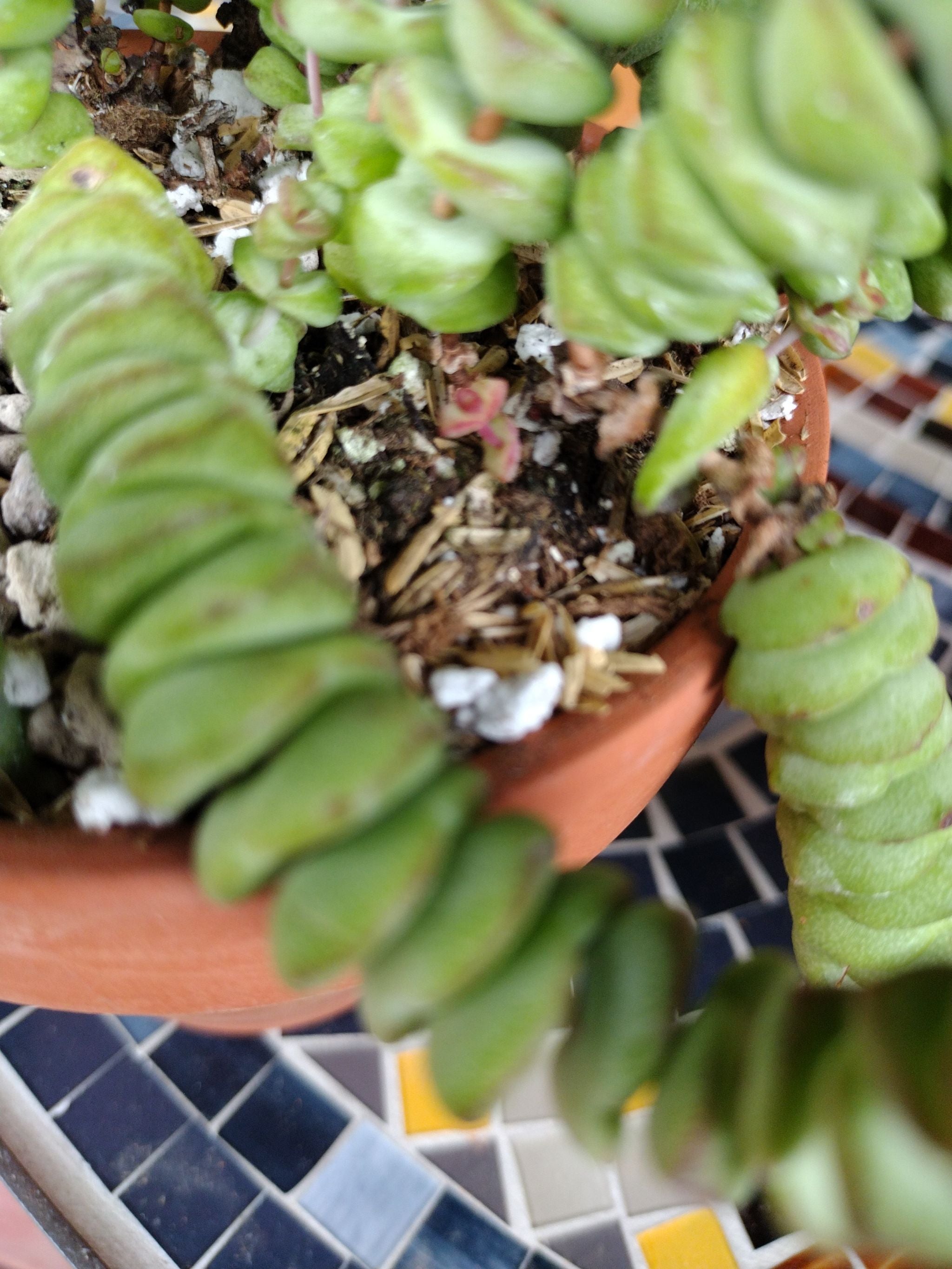 How to Care for String of Buttons: Mastering Water, Sunlight & More