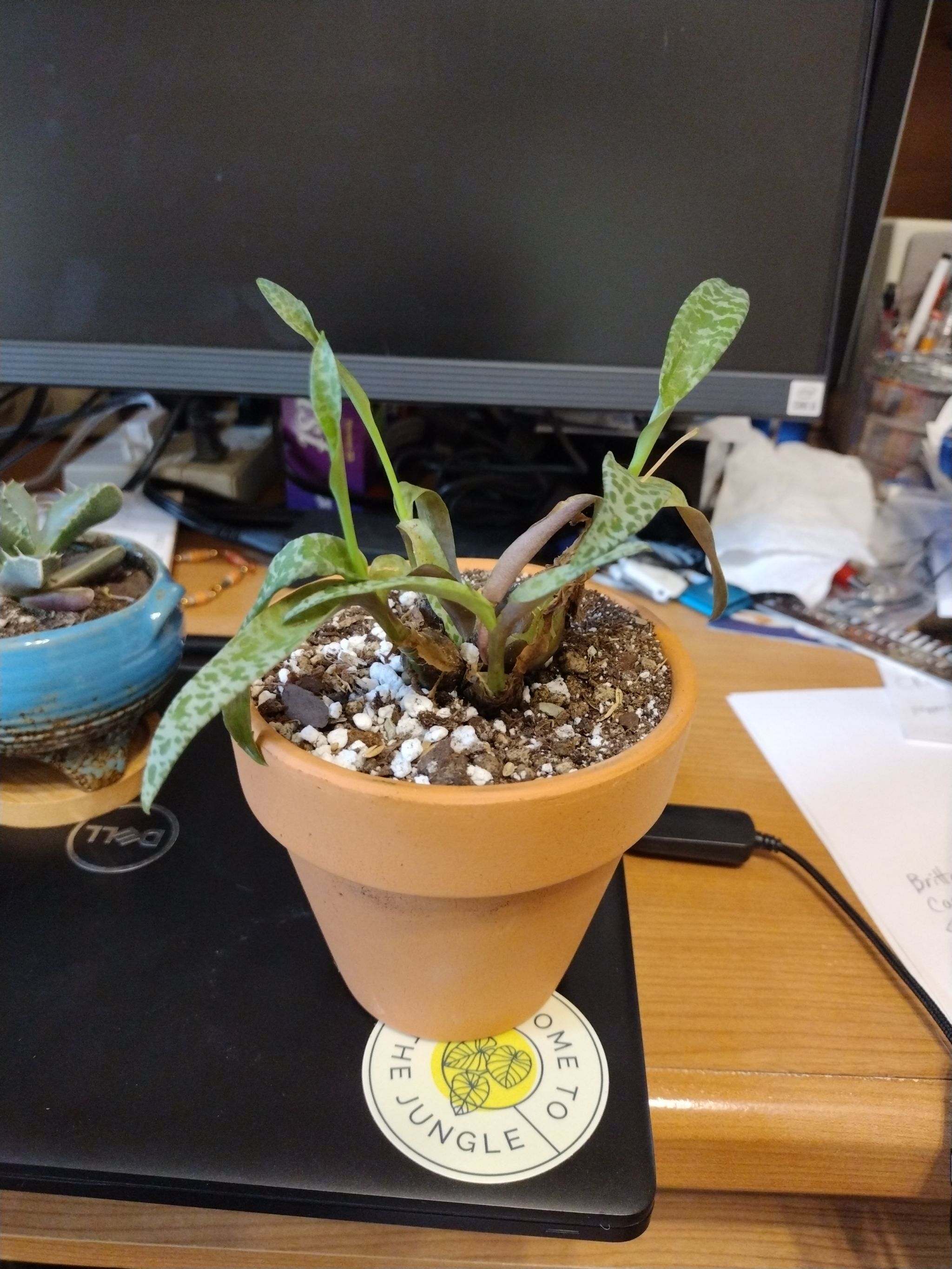 Leopard Lily Plant Care: Water, Light, Nutrients | Greg App 🌱