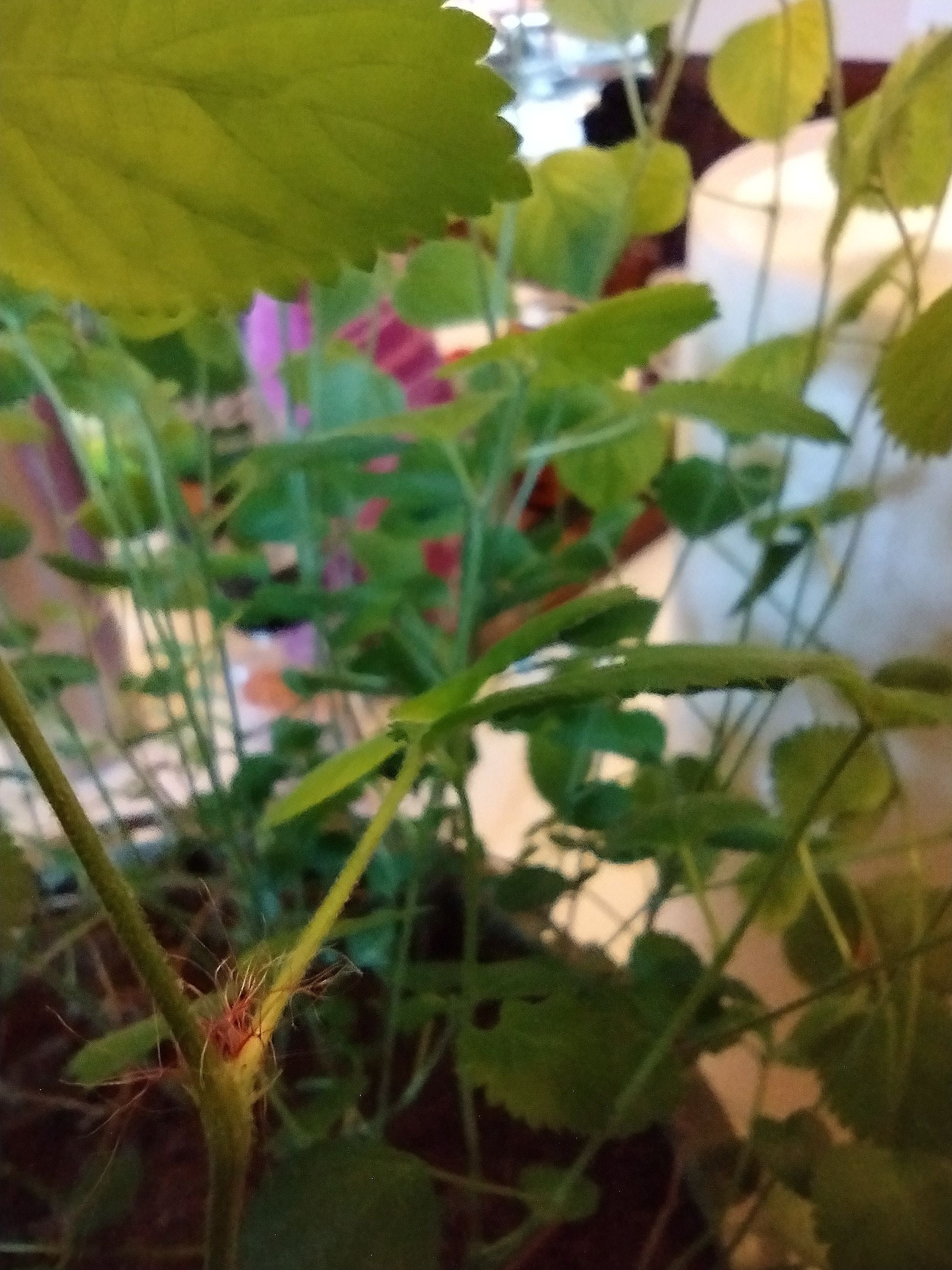 🐉 Red Dragon Plant: Where to Plant