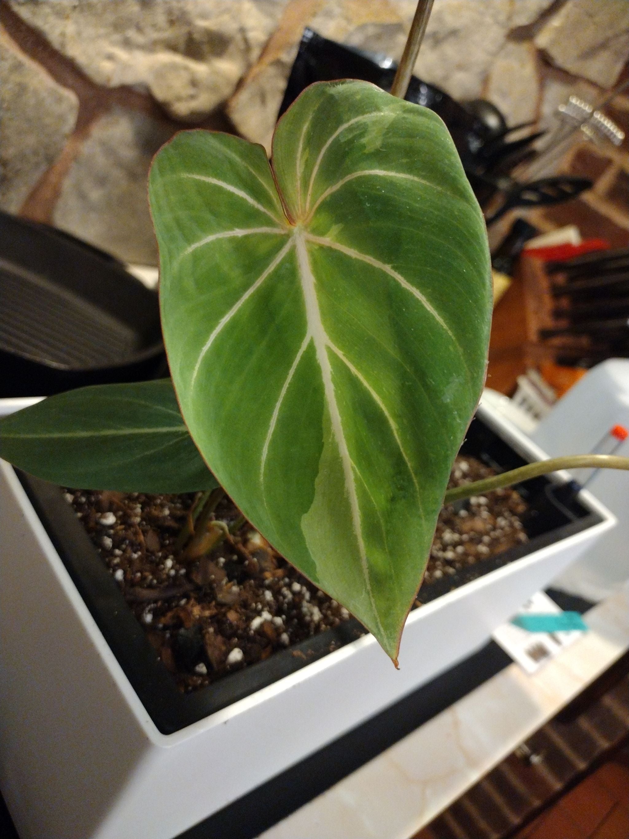 🍂 Why Are My Philodendron gloriosum Leaves Turning Yellow?