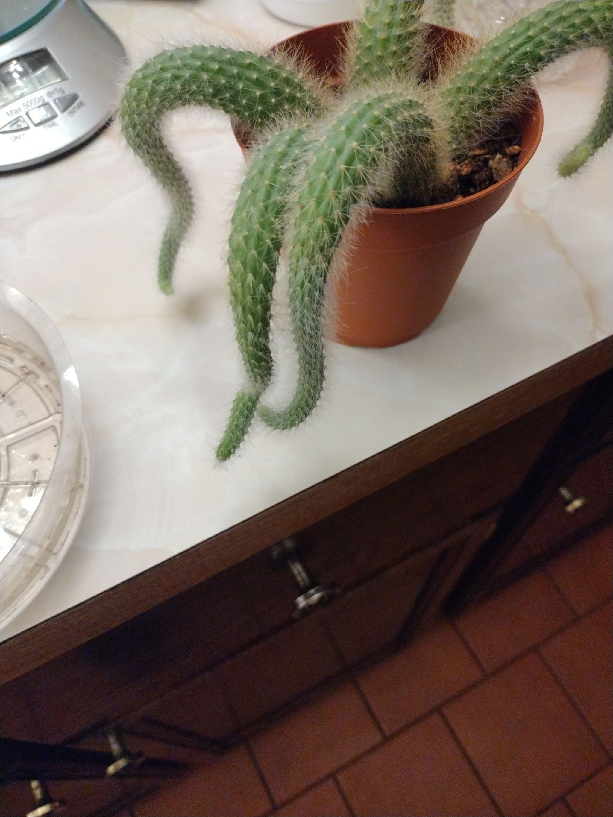 Monkey Tail Cactus - Growing Tips, Facts, And Pictures