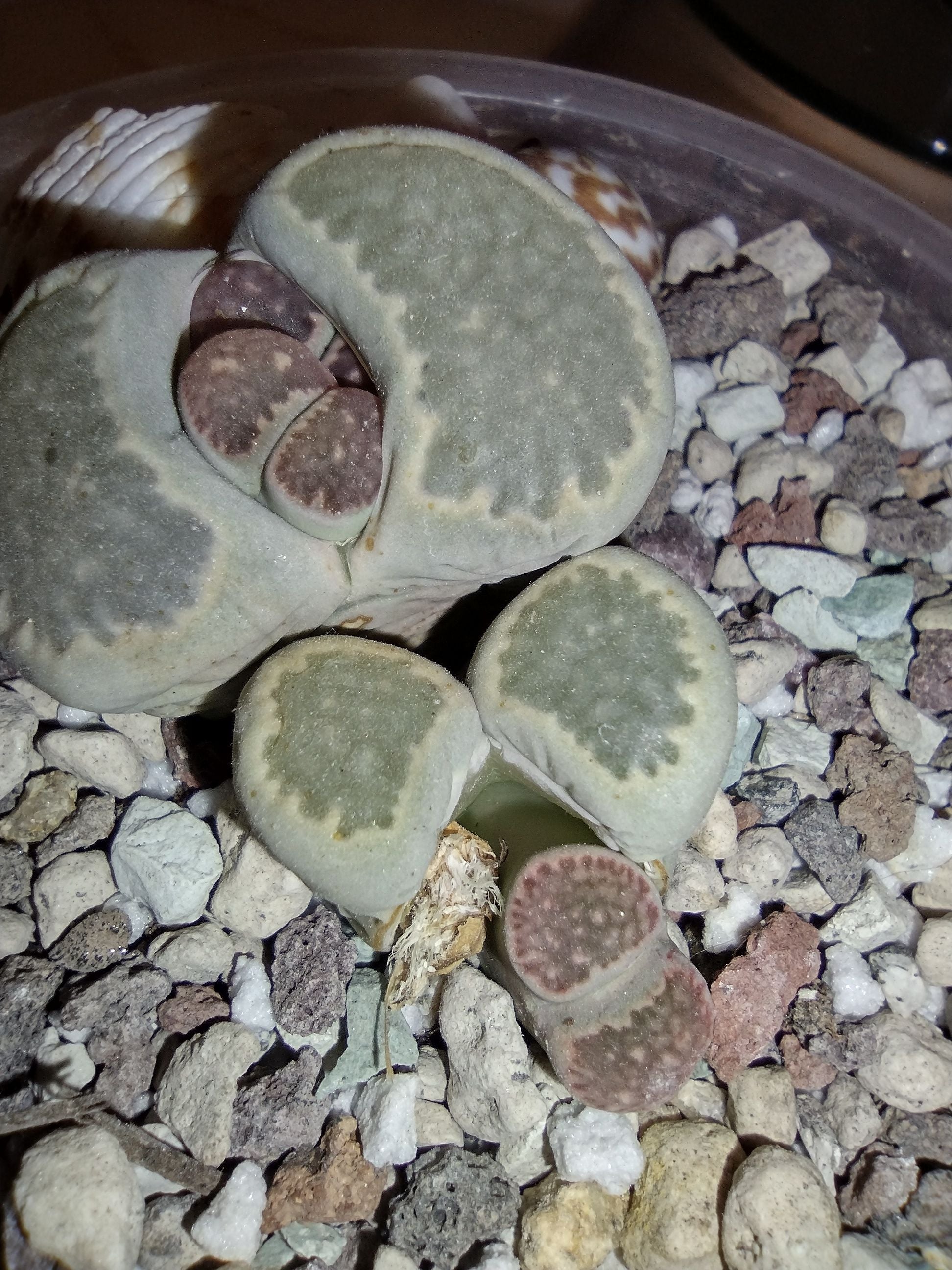 🤔 Why Are There Brown Spots on My Lithops marmorata?