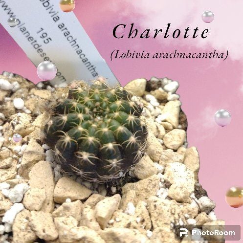 Spider Web Cactus Plant Care: Water, Light, Nutrients | Greg App 🌱