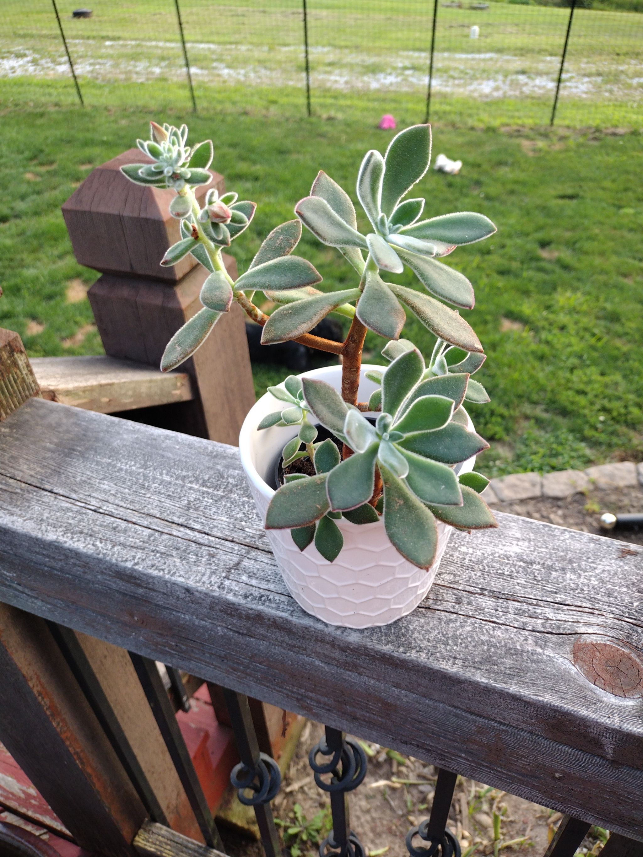 🌵 All About Red Echeveria: Essential Facts
