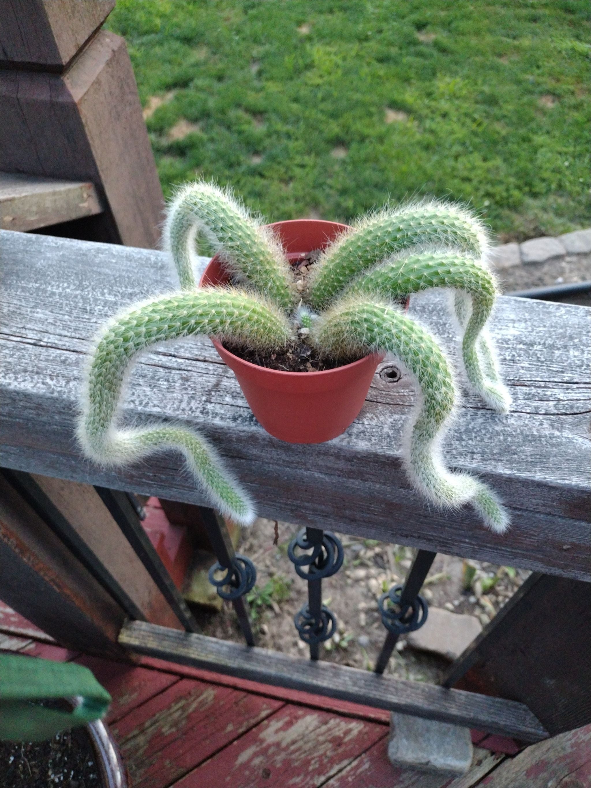 Monkey Tail Cactus - Growing Tips, Facts, And Pictures