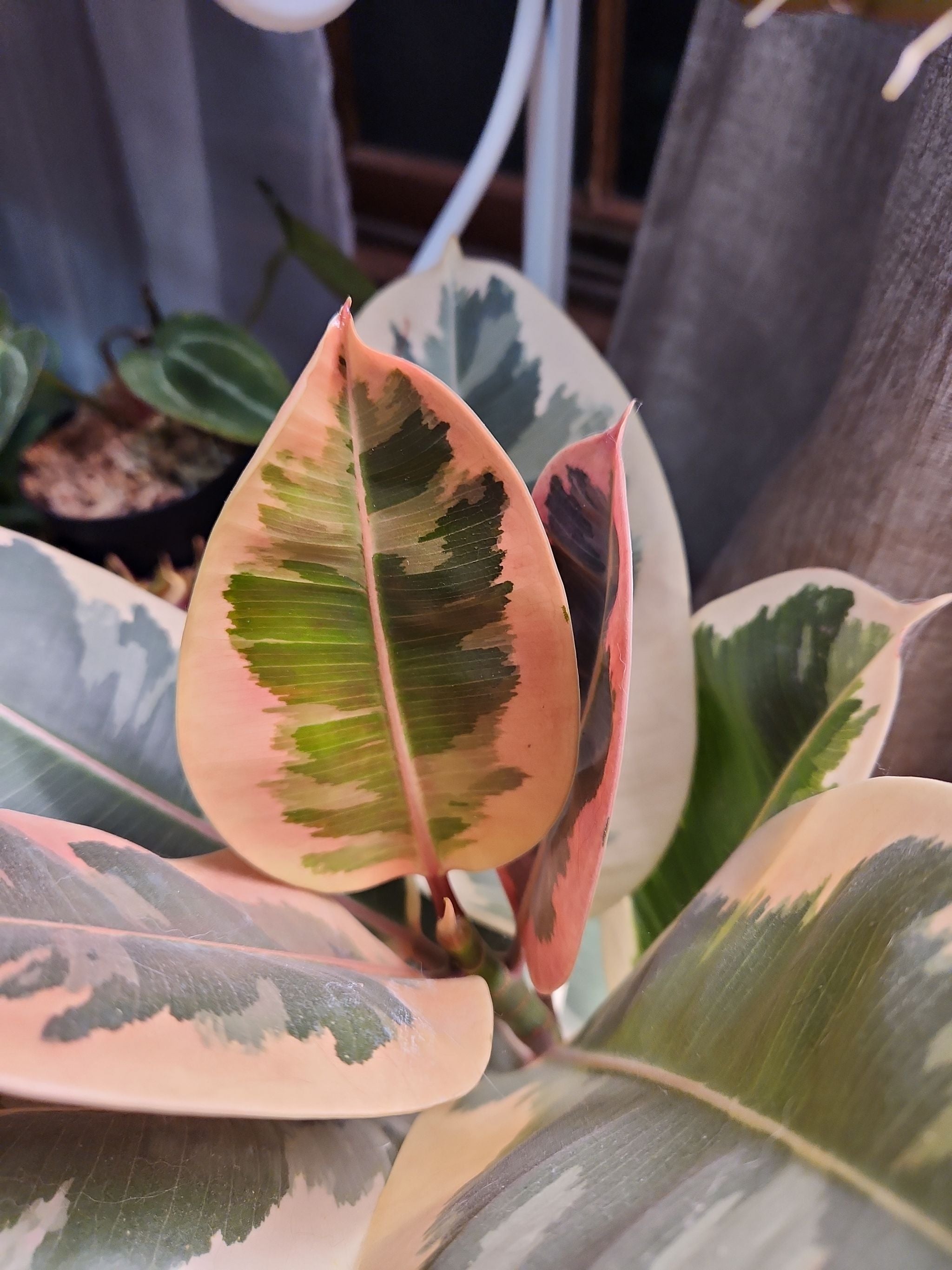 🌳 How Fast A Variegated Rubber Tree Grows