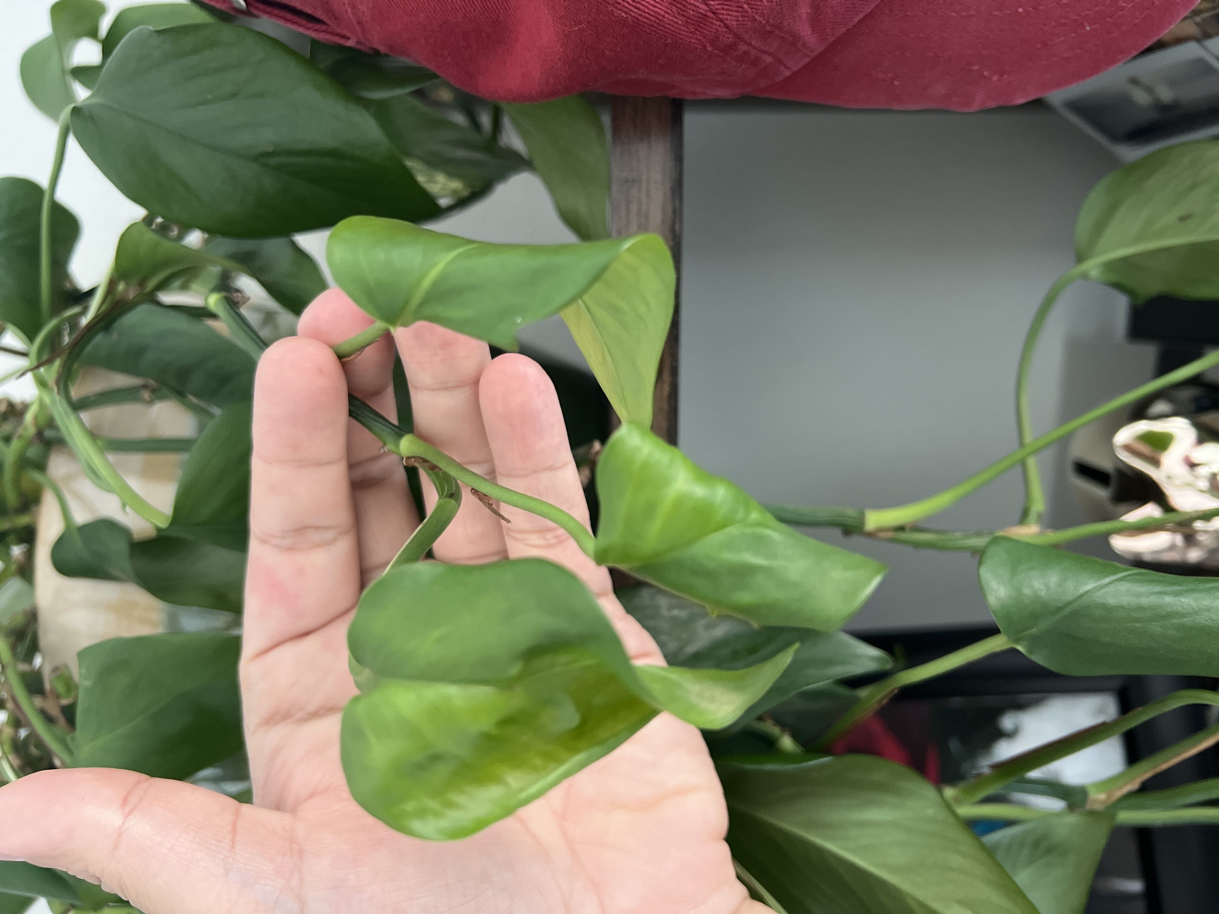 Pothos with wrinkled leaves