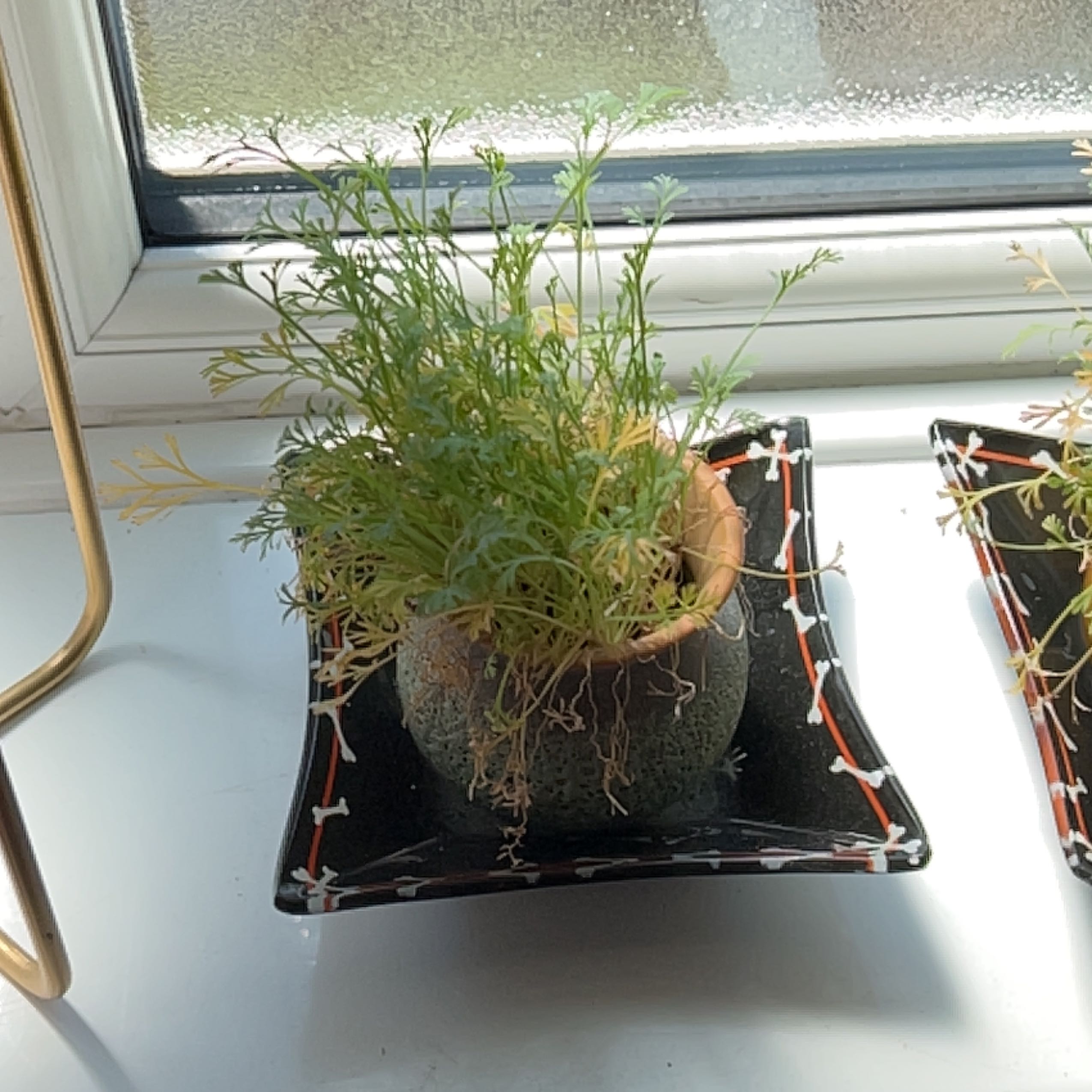 How Can You Tell If A California Poppy Is Dying?