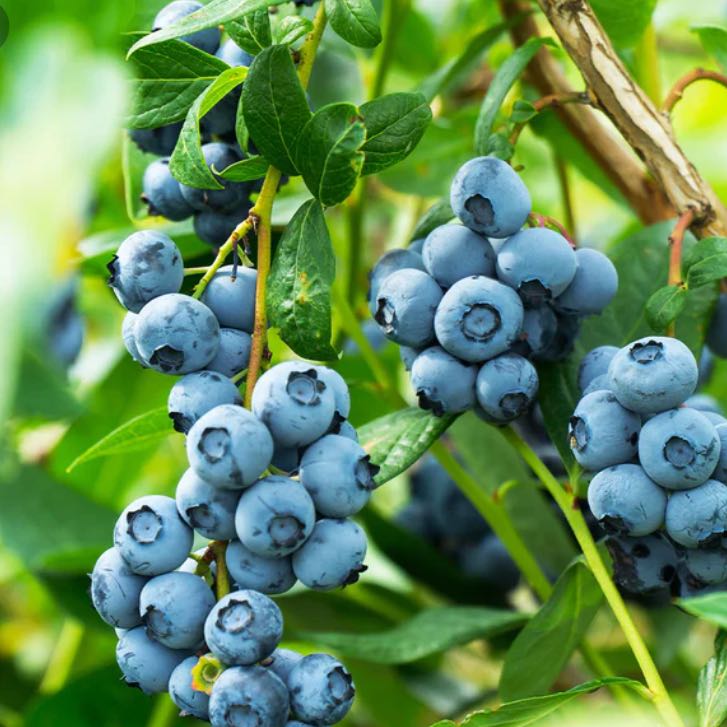 🍂 What Should I Do When American Blueberry Leaves Turn Yellow?