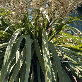 Kobe | A plant by @LightLithop on Greg