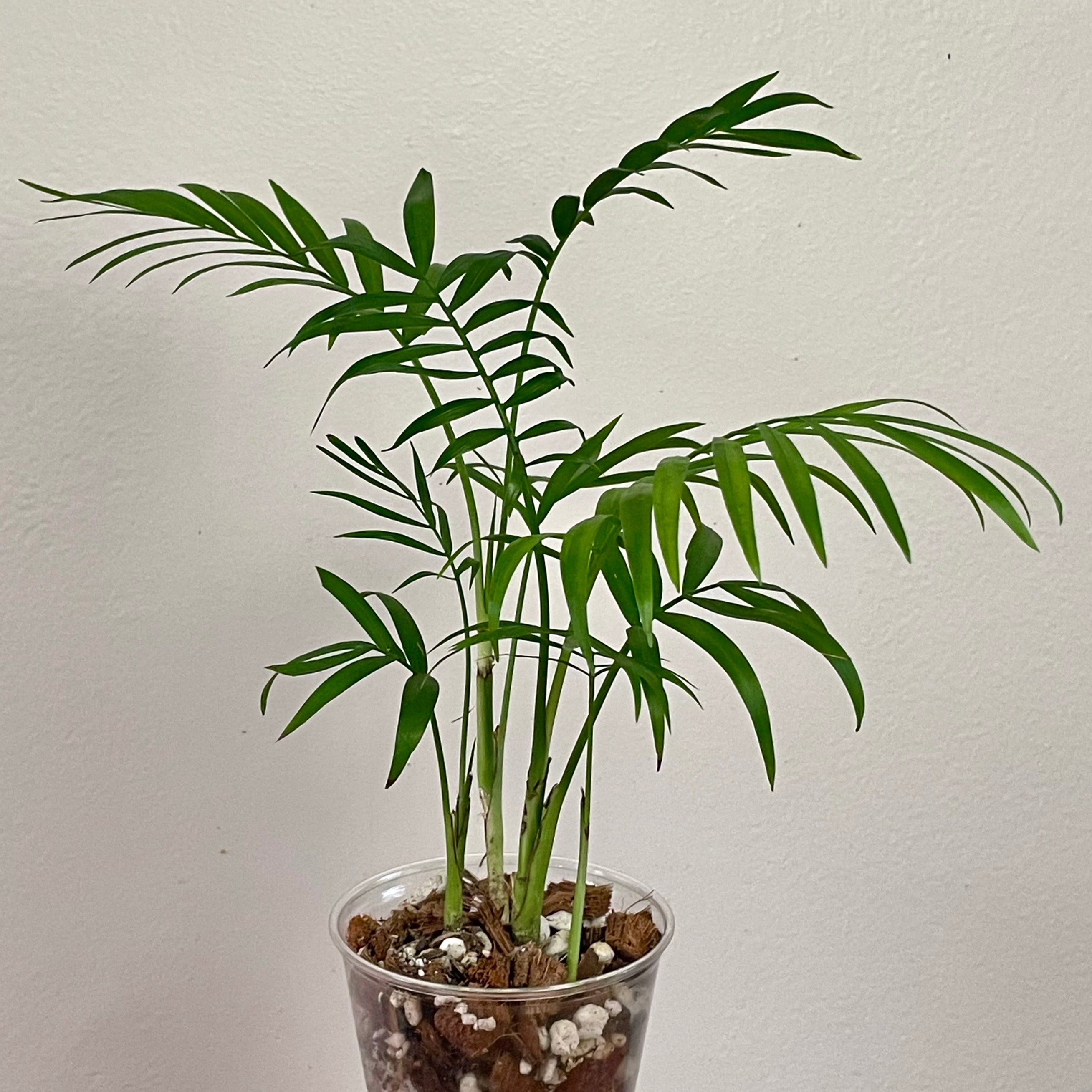 Diagnosing Parlour Palm Root Rot