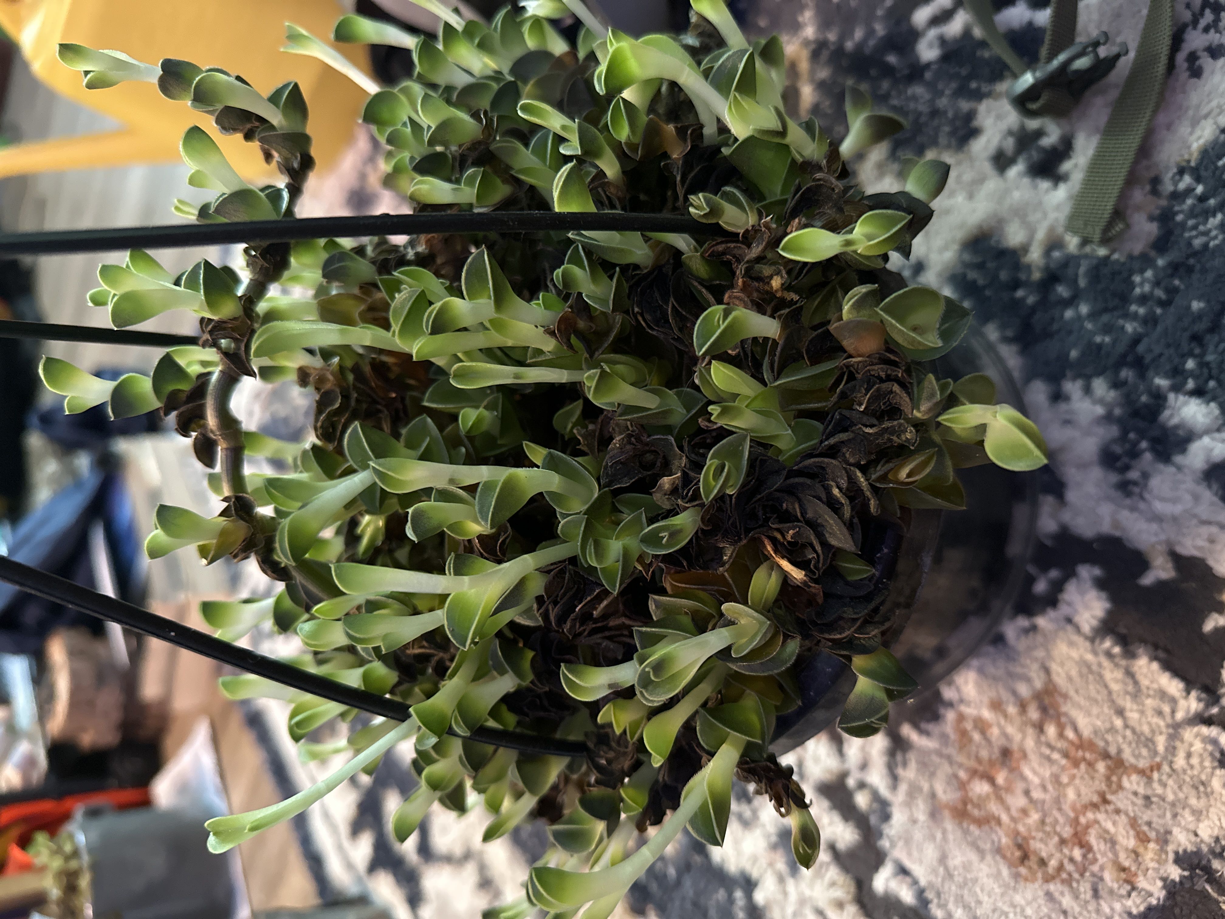 My chain plant has new growth, but also a lot of black le...