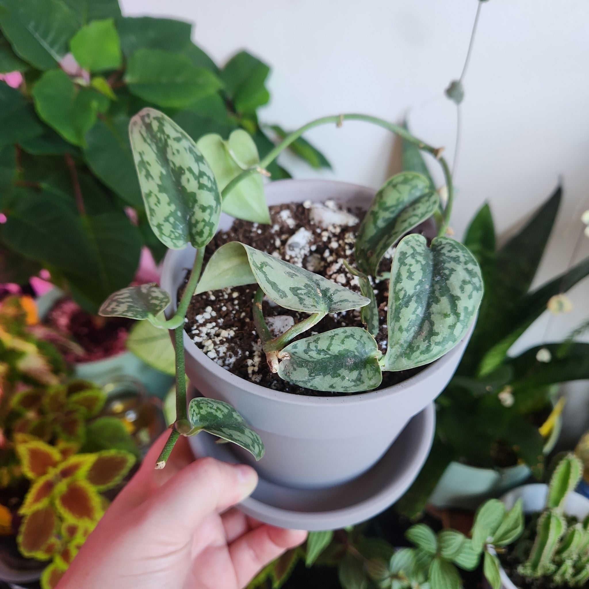 Scindapsus silver queen Plant Care: Water, Light, Nutrients | Greg App 🌱