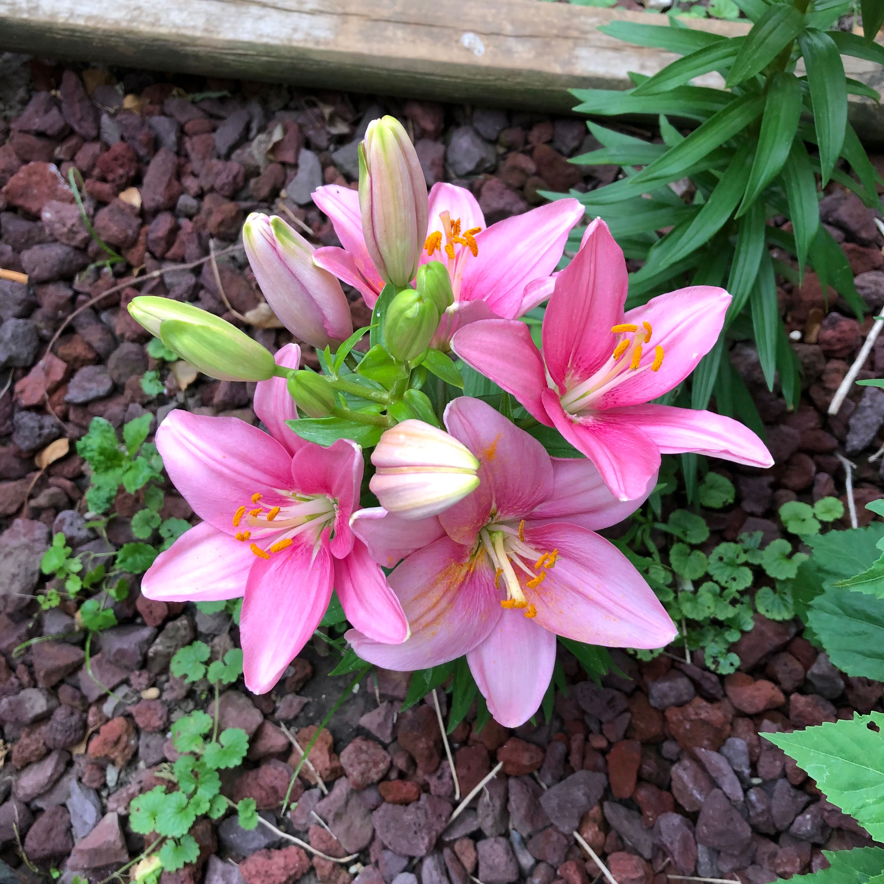 How to Propagate Your Resurrection Lily