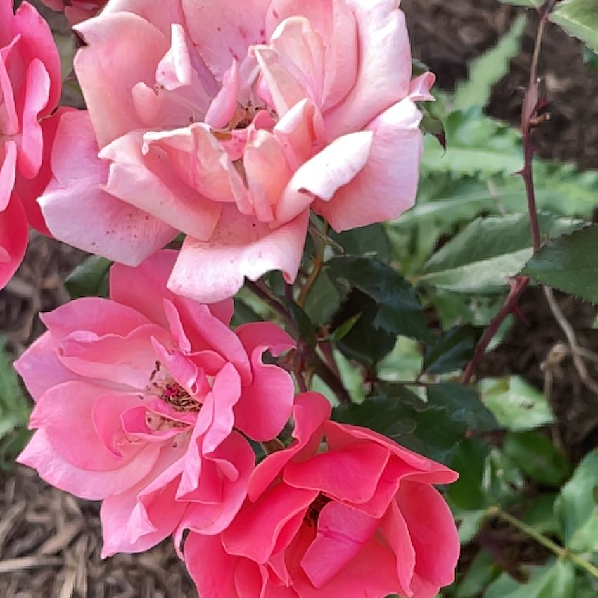 🌹 Why Are My French Rose Leaves Curling?