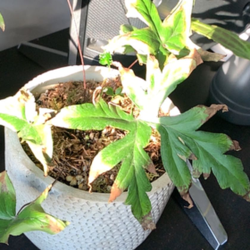 Hand fern Plant Care: Water, Light, Nutrients | Greg App 🌱