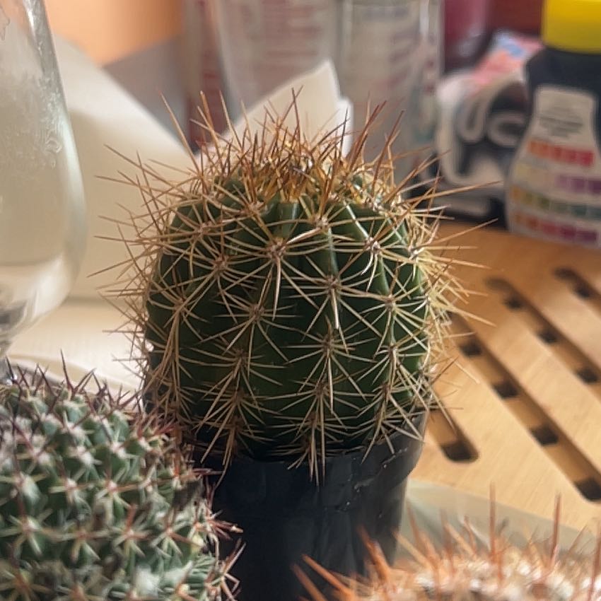 What Are The Bugs on My Torch Cactus? 🐛