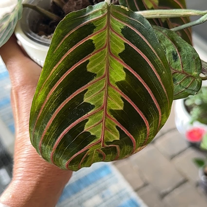 Kardashian | A plant by @UnspoiledLemon on Greg