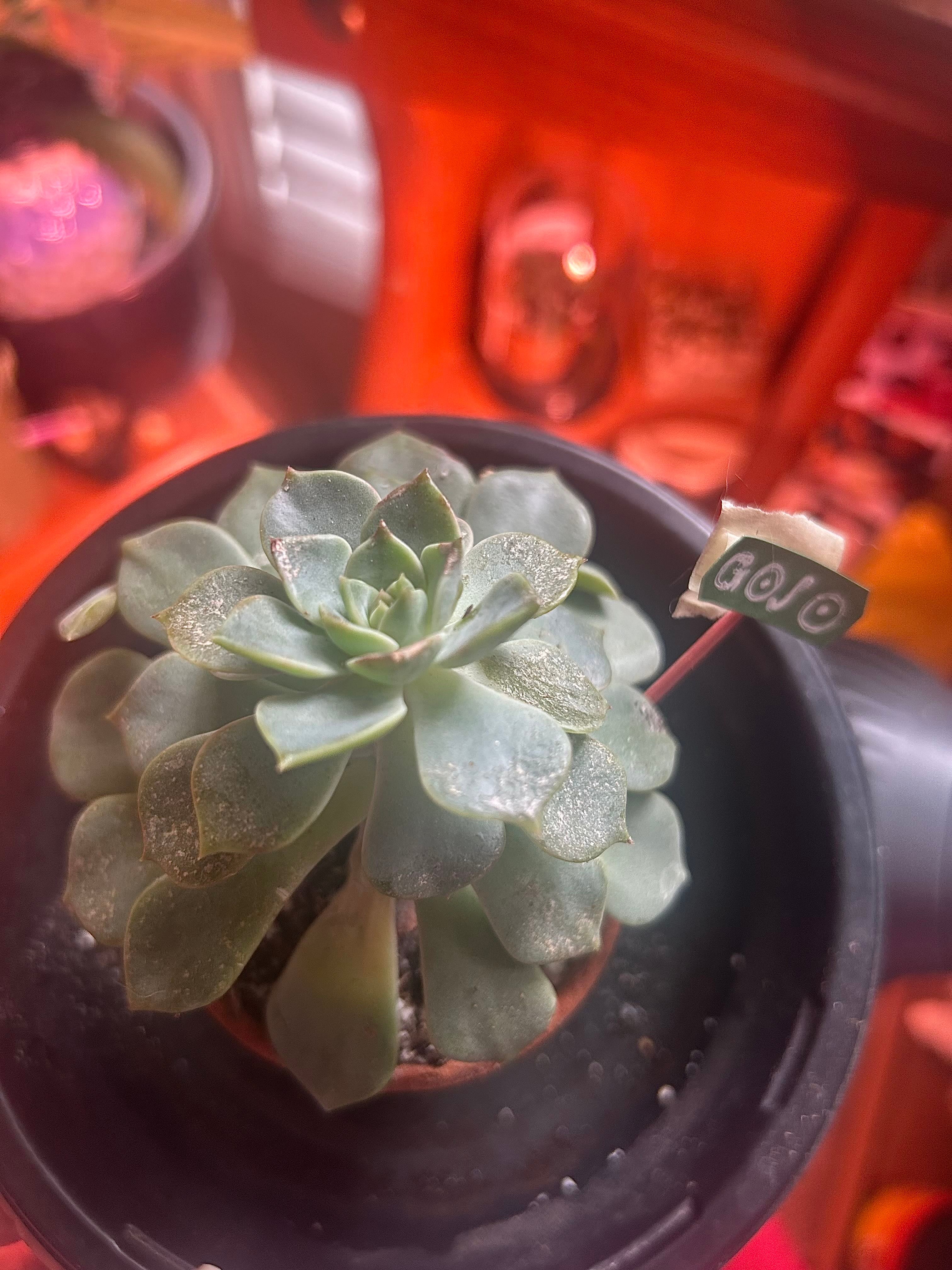 Taciveria 'Tasha' Plant Care: Water, Light, Nutrients | Greg App 🌱