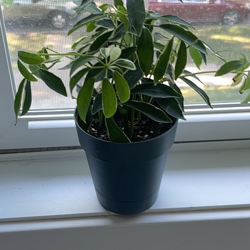 Personalized Moondrop Dwarf Umberlla Tree Care: Water, Light, Nutrients ...