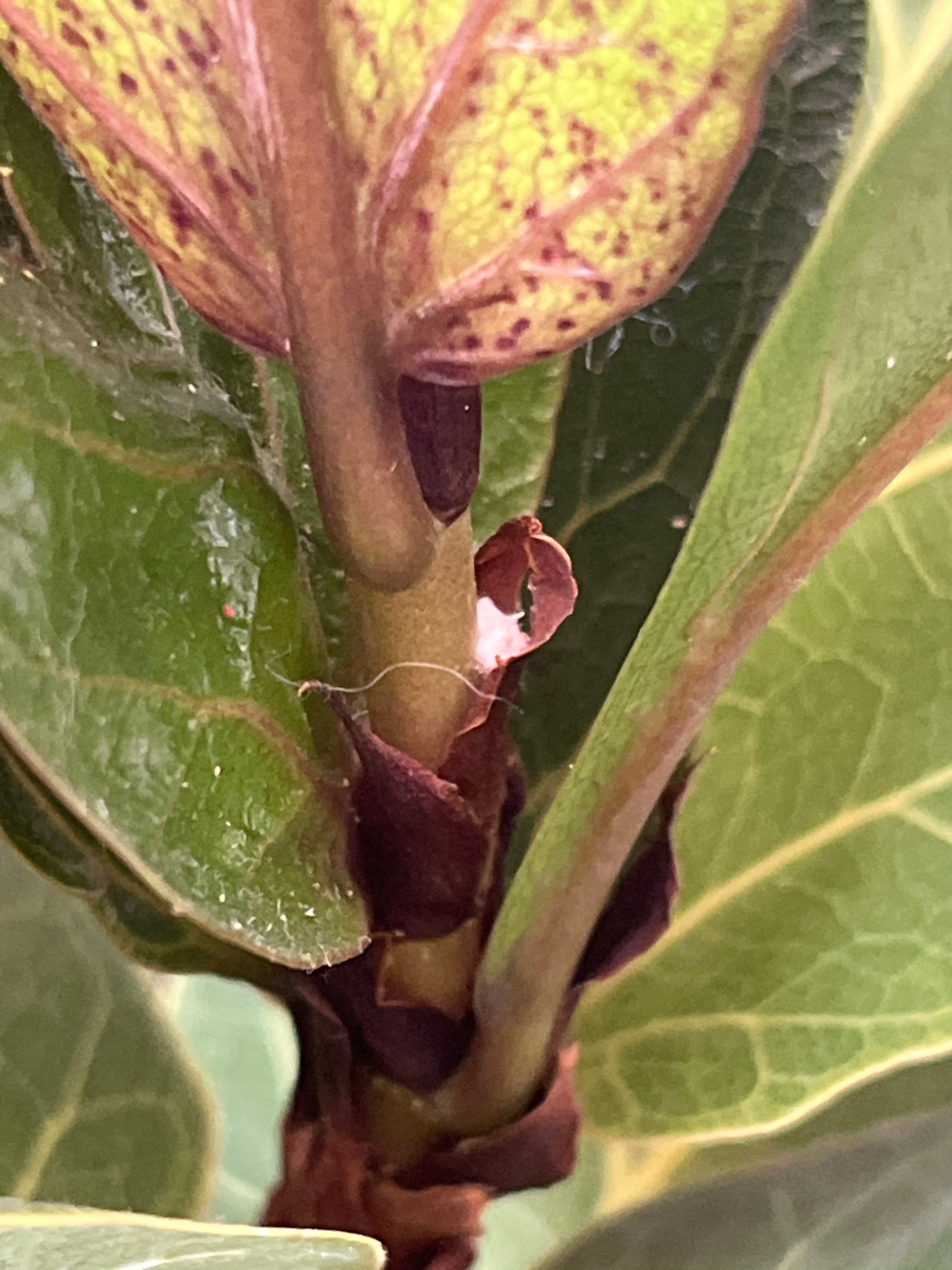 Spider mites on my fiddle leaf fig?