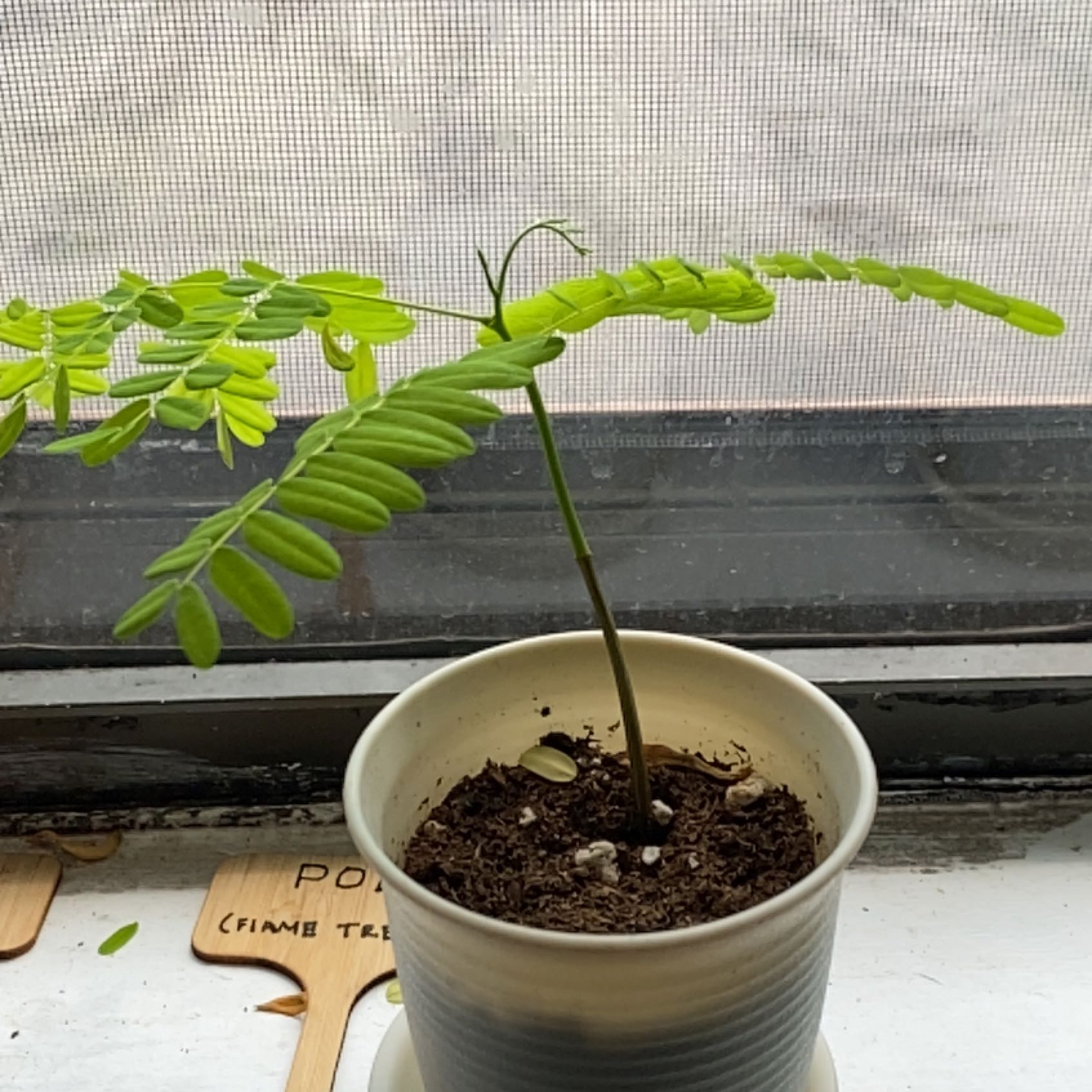 Propagating Royal Poinciana Tree: The Ultimate Guide