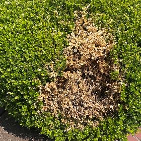 Personalized Dwarf Chapparal-Broom Care: Water, Light, Nutrients | Greg App