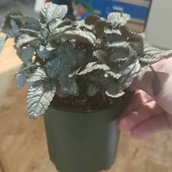 Pilea Silver Cloud Care 101: Water, Light & Growing Tips