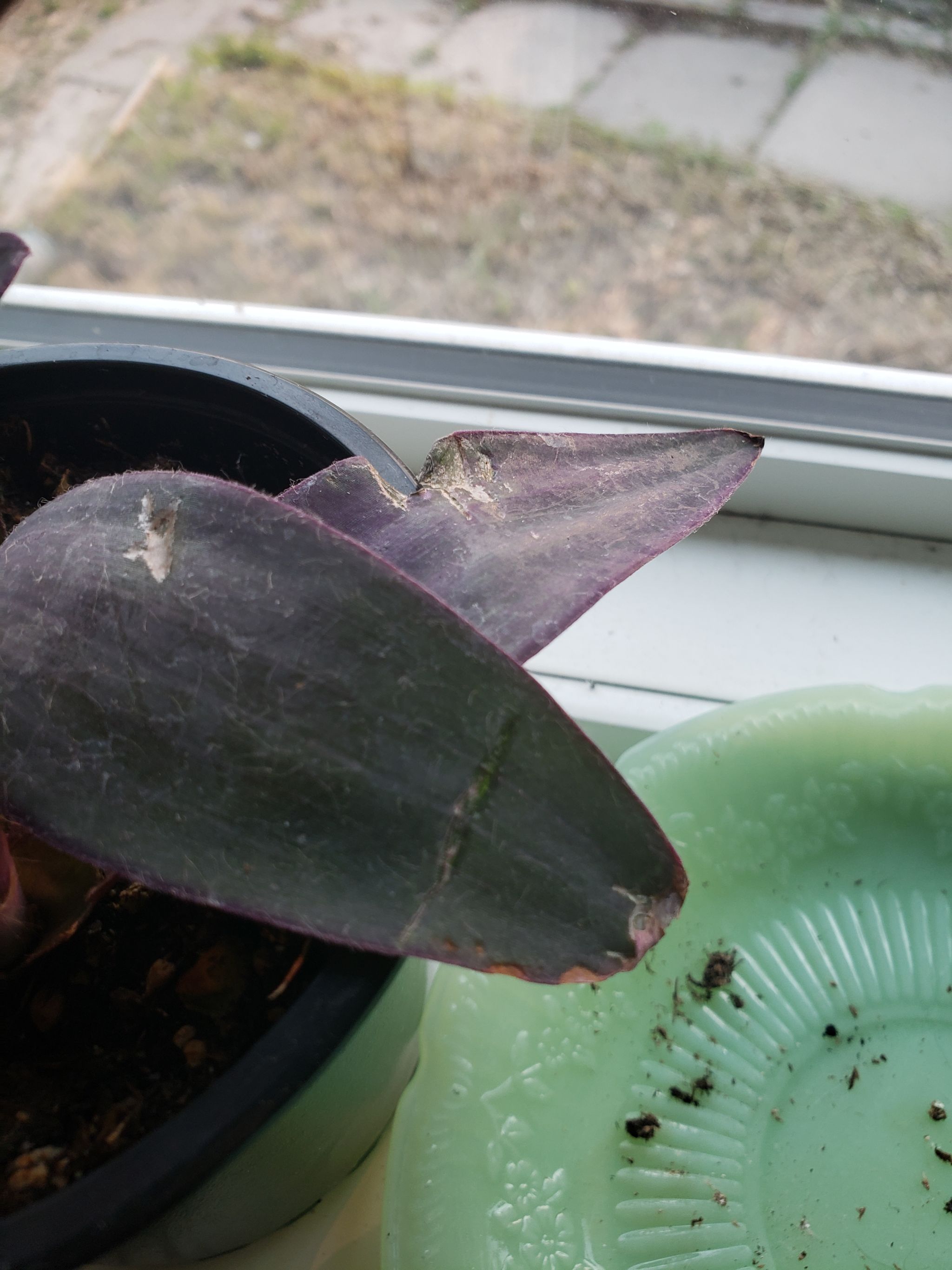 How to Care for Purple Heart: Mastering Water, Sunlight & More