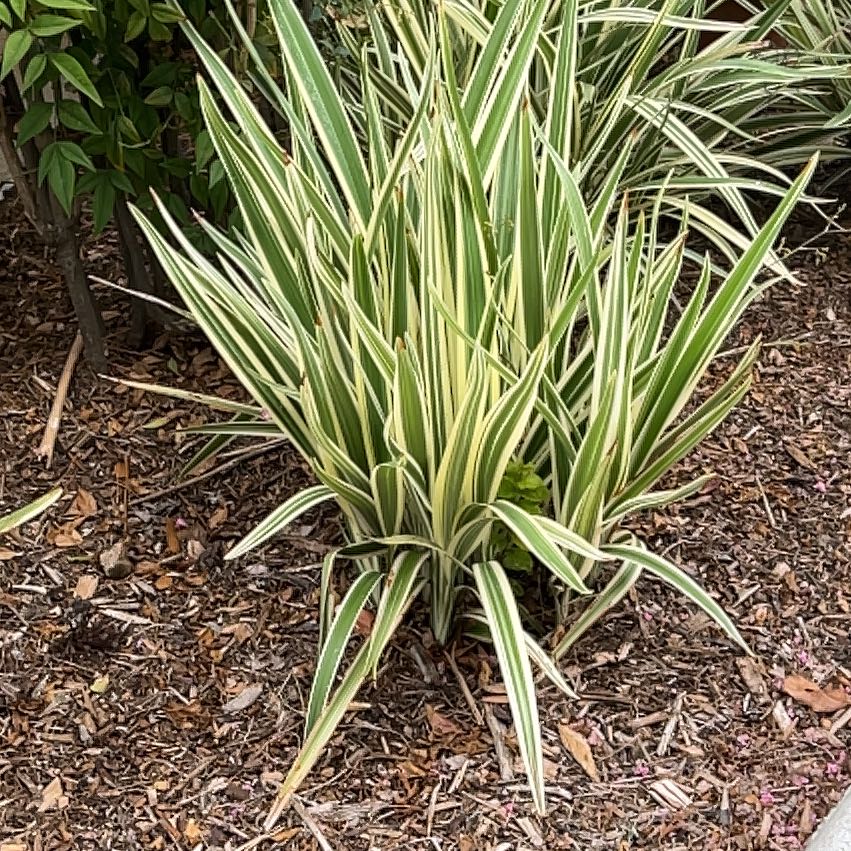 What Is A Good Temperature Range For My Tasmanian Flax-Lily?
