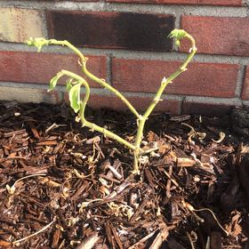 Huckleberry Fern | A plant by @IndustriousYuzu on Greg