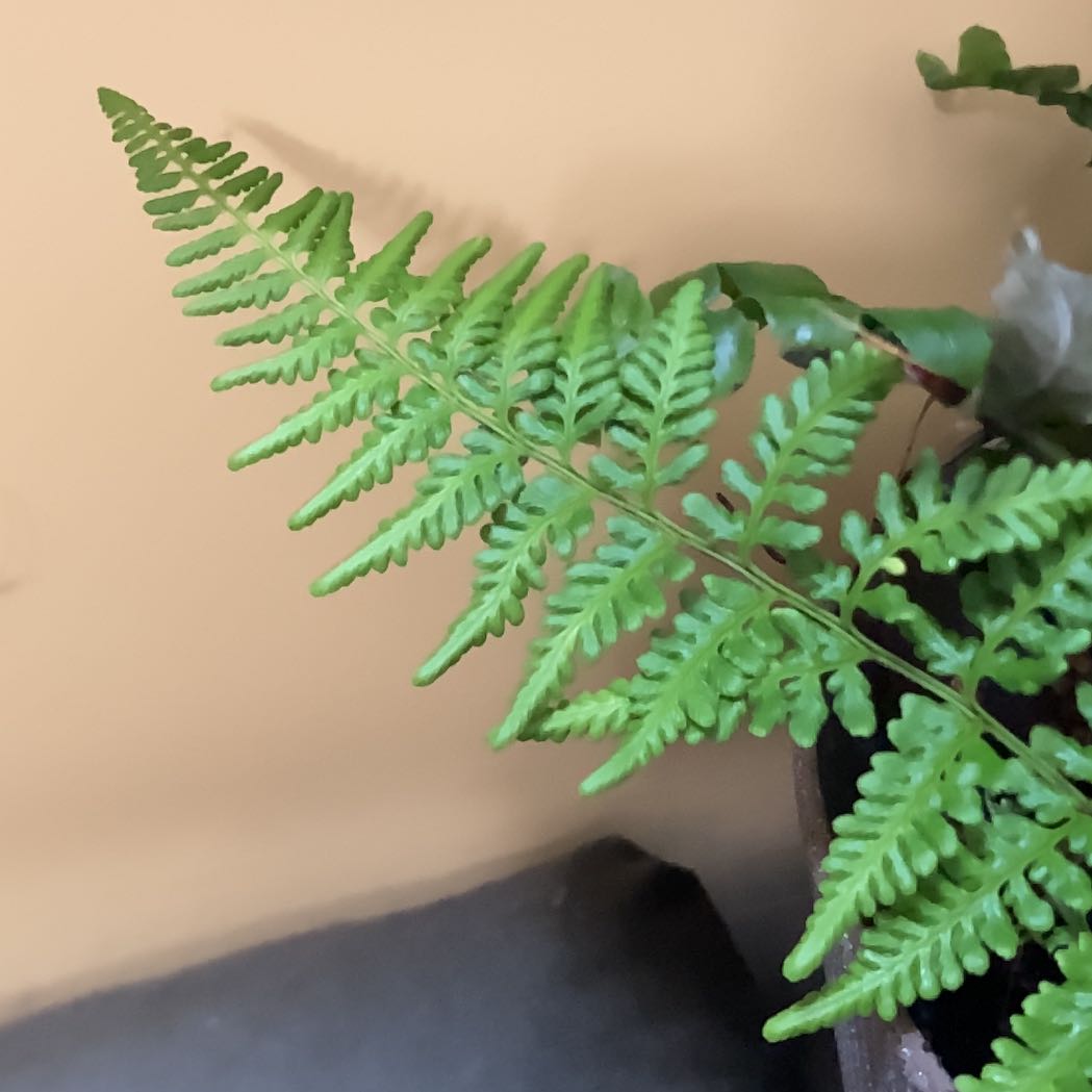 How to Care for Dixie Silverback Fern: Mastering Water, Sunlight & More