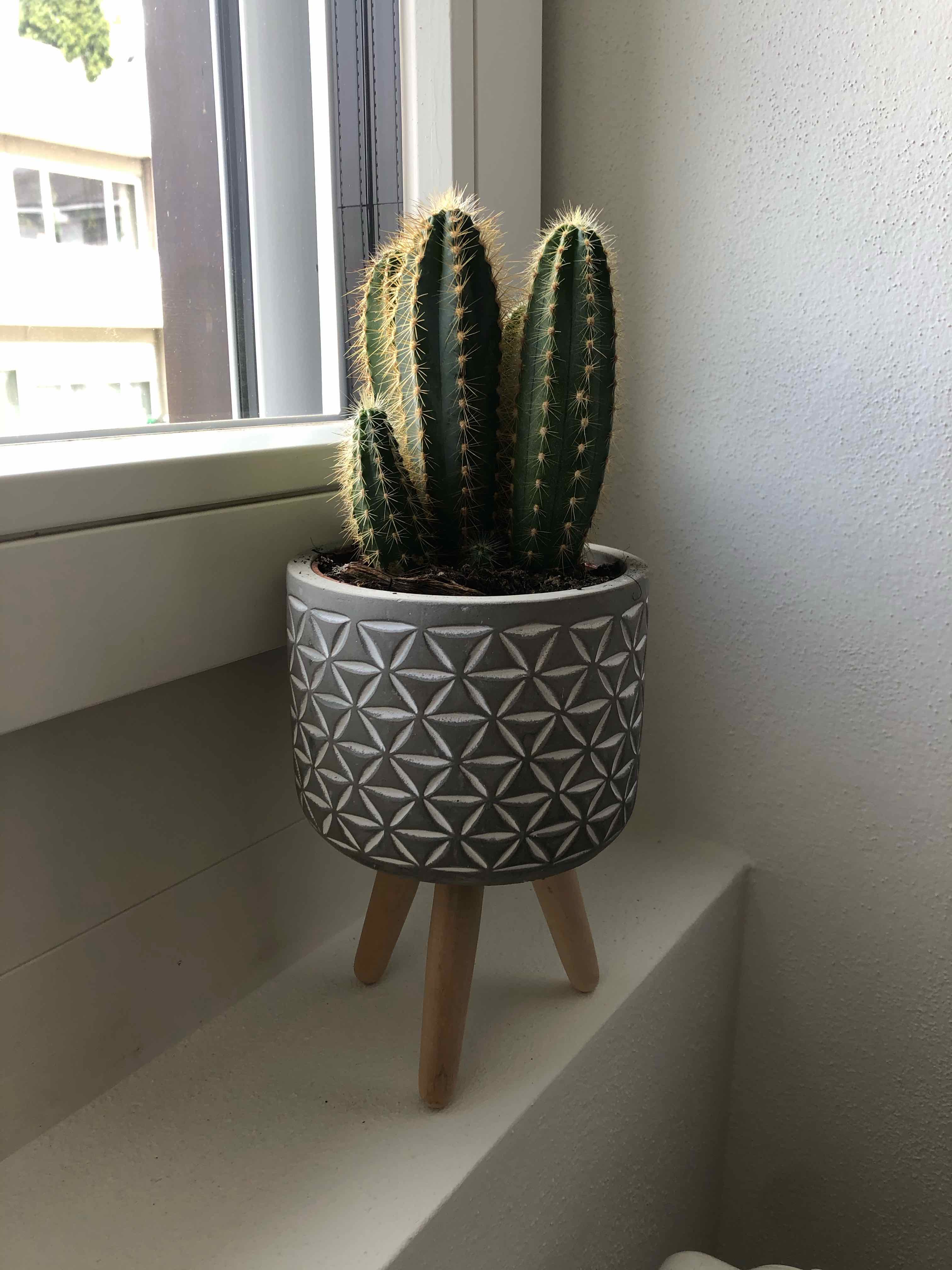 How to Propagate Your Blue Columnar Cactus