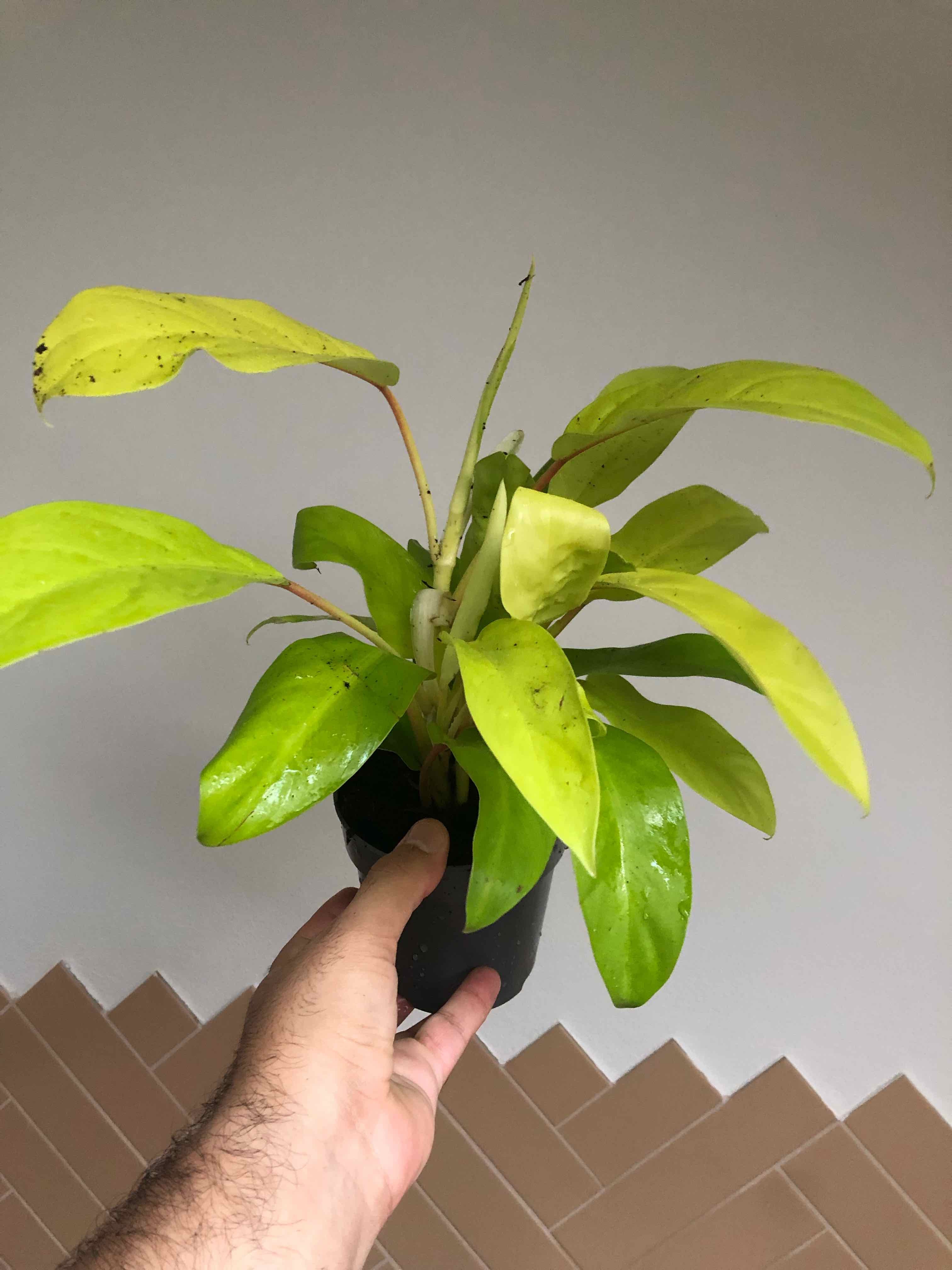 Black Spots on My Philodendron 'Malay Gold' Leaves