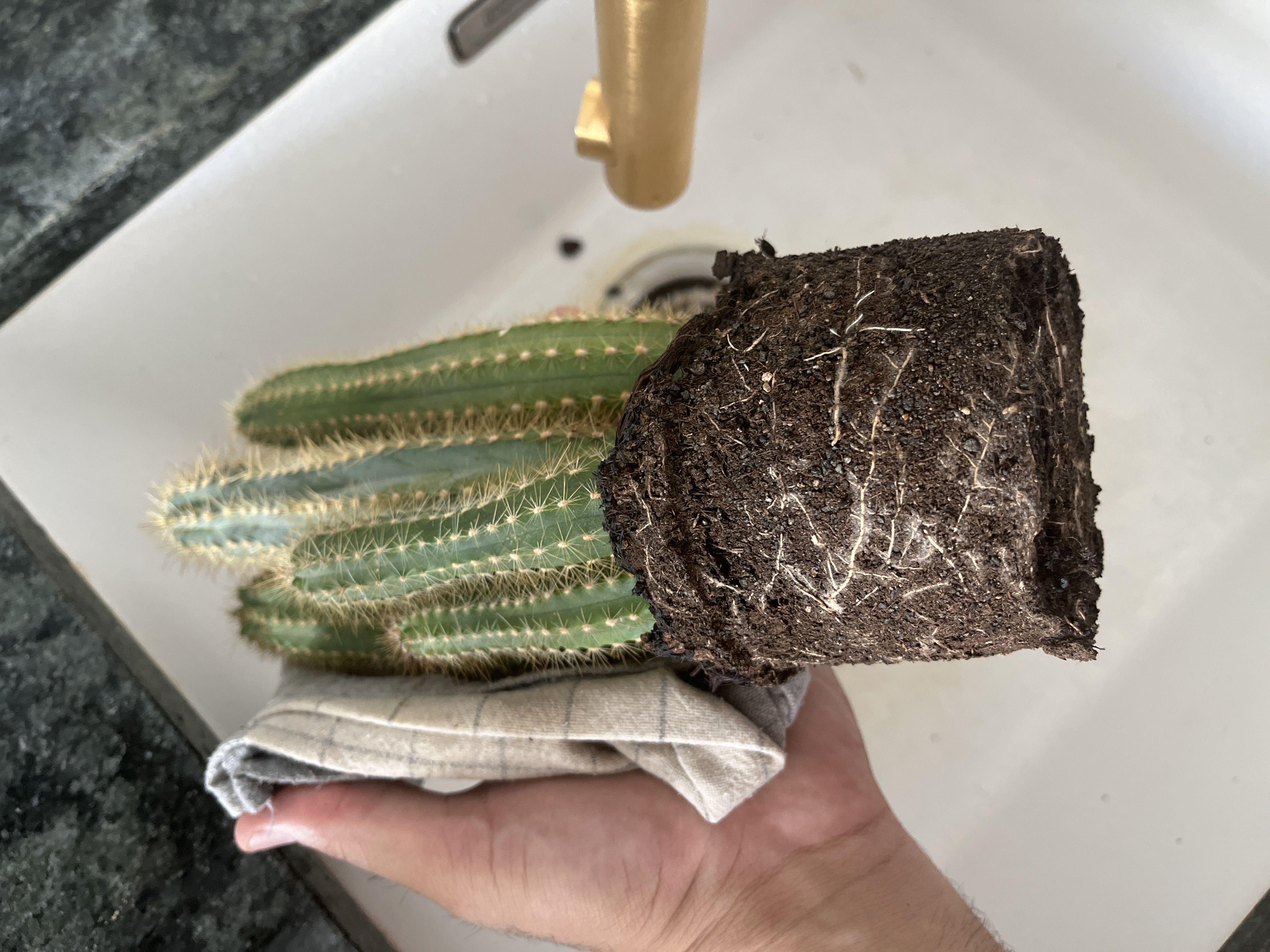 How to Care for Blue Columnar Cactus: Mastering Water, Sunlight & More