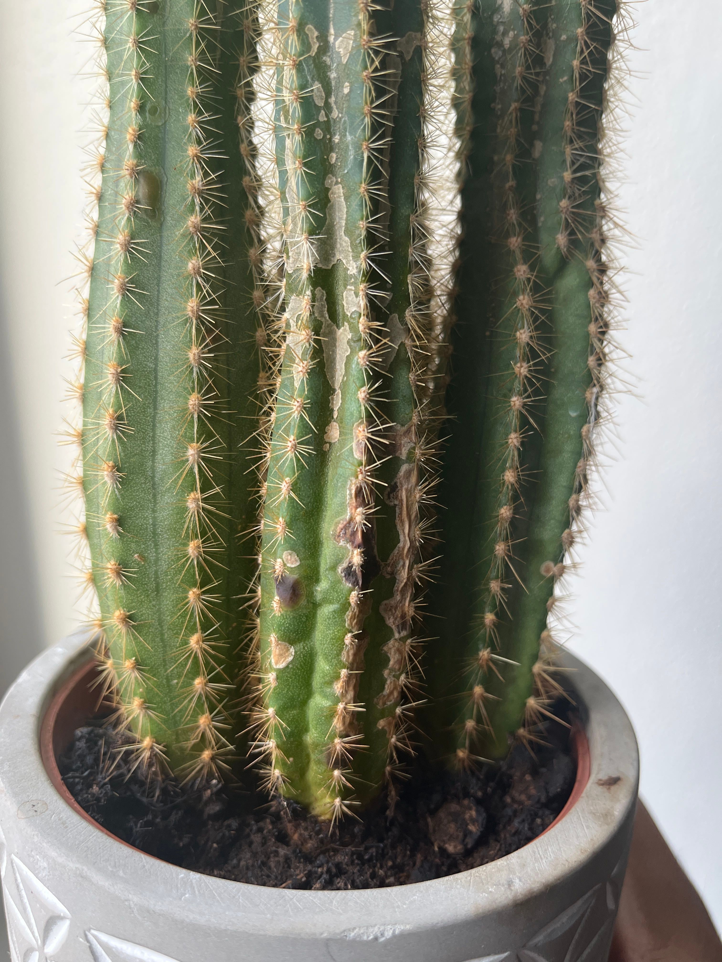 Brazilian Cactus Care 101: Water, Light & Growing Tips