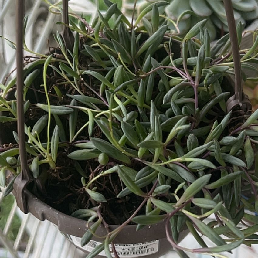 Nemo | A plant by @GracedZzplant on Greg