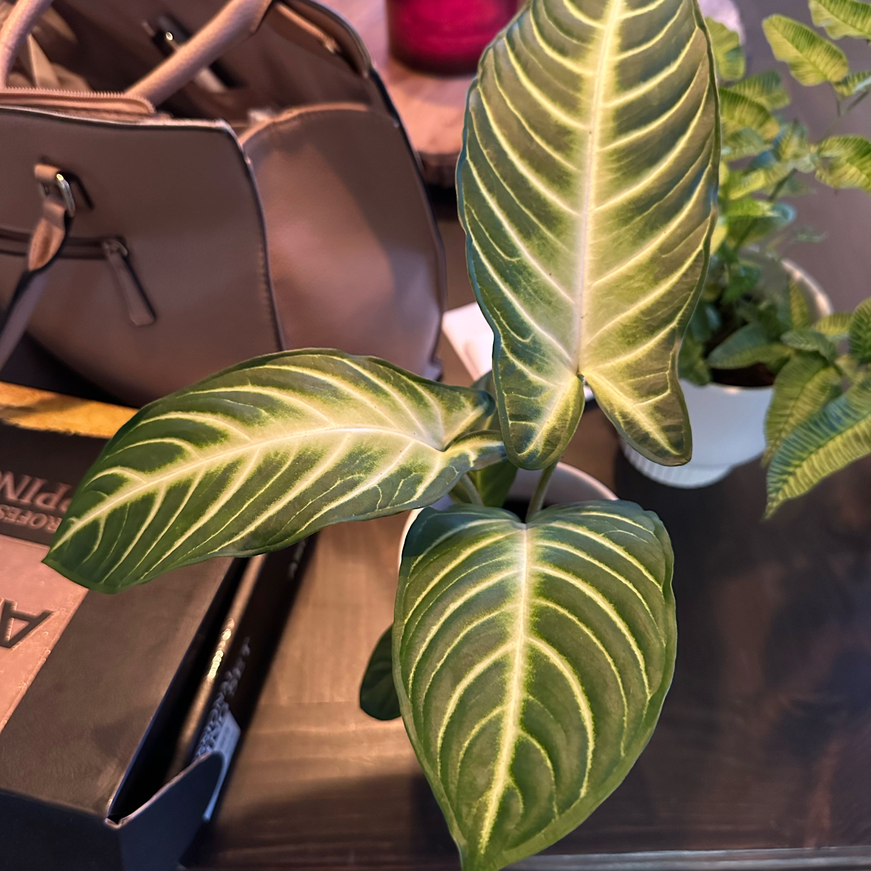 The Complete Phyllotaenium lindenii Plant Care Guide: Water, Light & Beyond