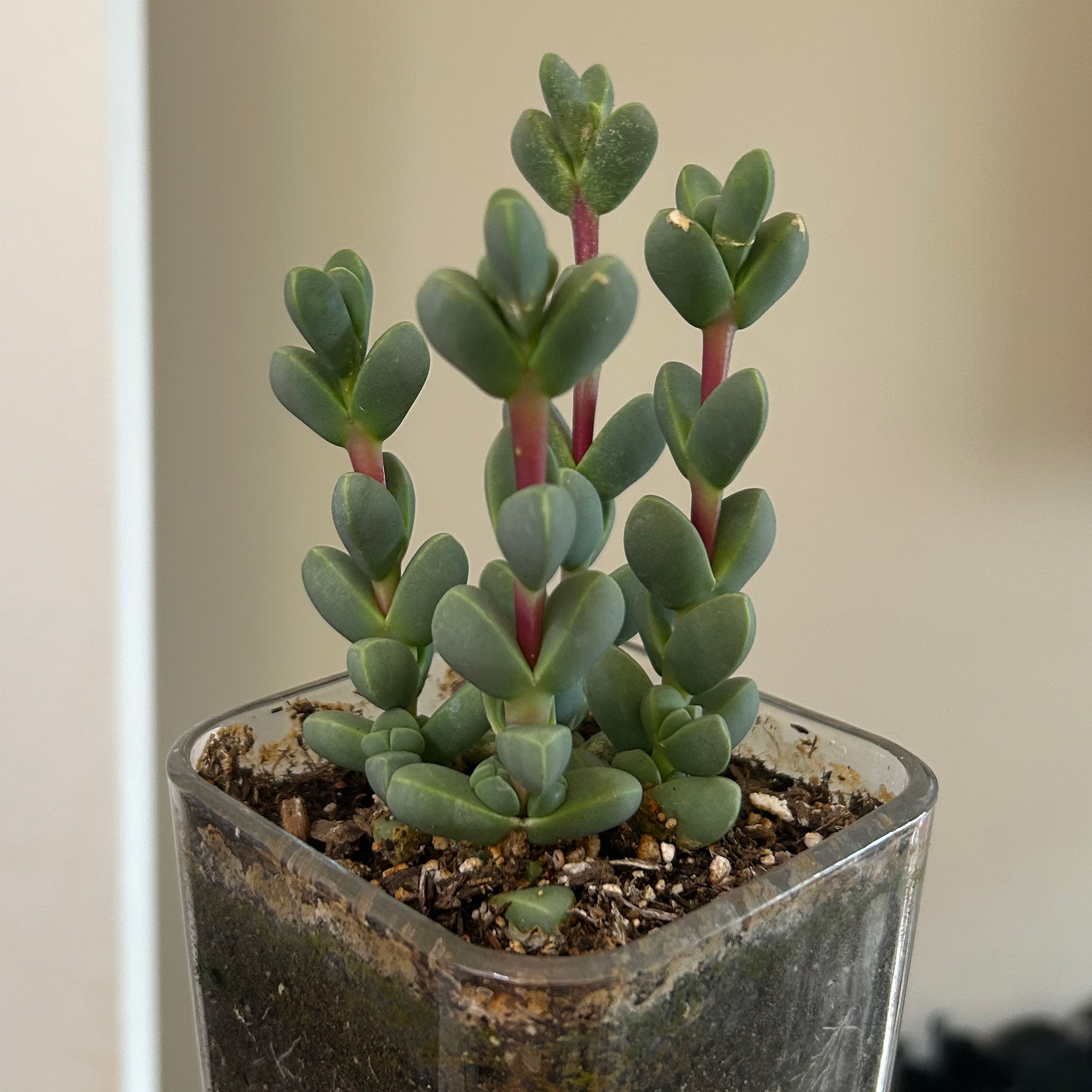 Propagating Astridia velutina: The Ultimate Guide